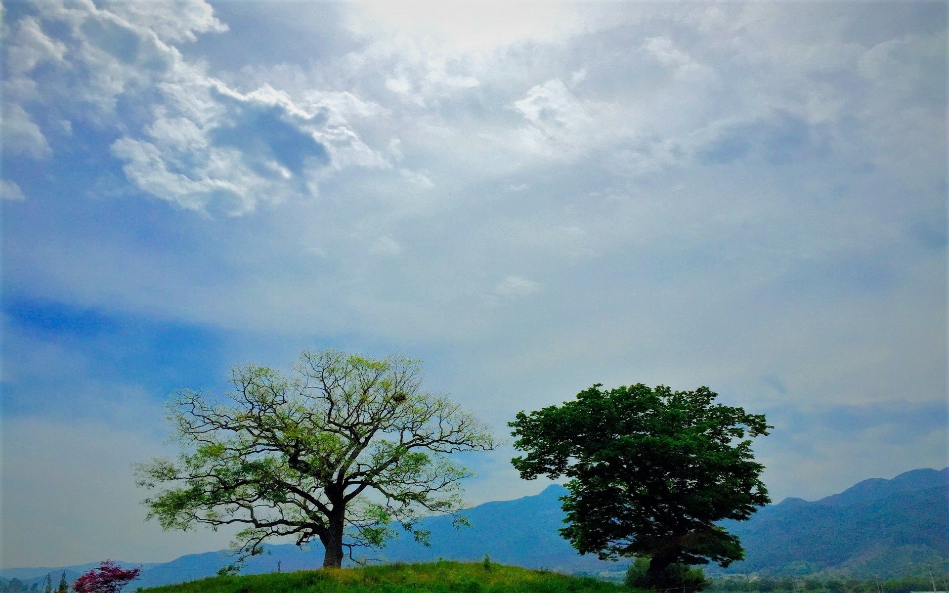 Download Sky Tree Nature Landscape HD Wallpaper