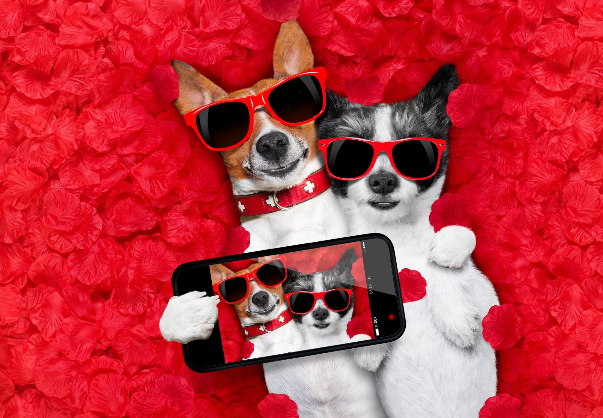 Download Petal Heart Funny Romantic Love Rose Animal Dog 4k Ultra HD ...