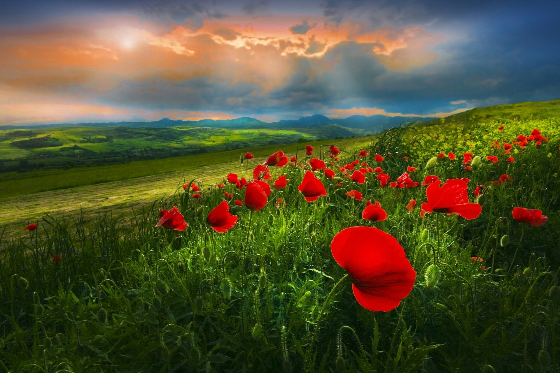 Download Red Flower Field Flower Nature Poppy HD Wallpaper
