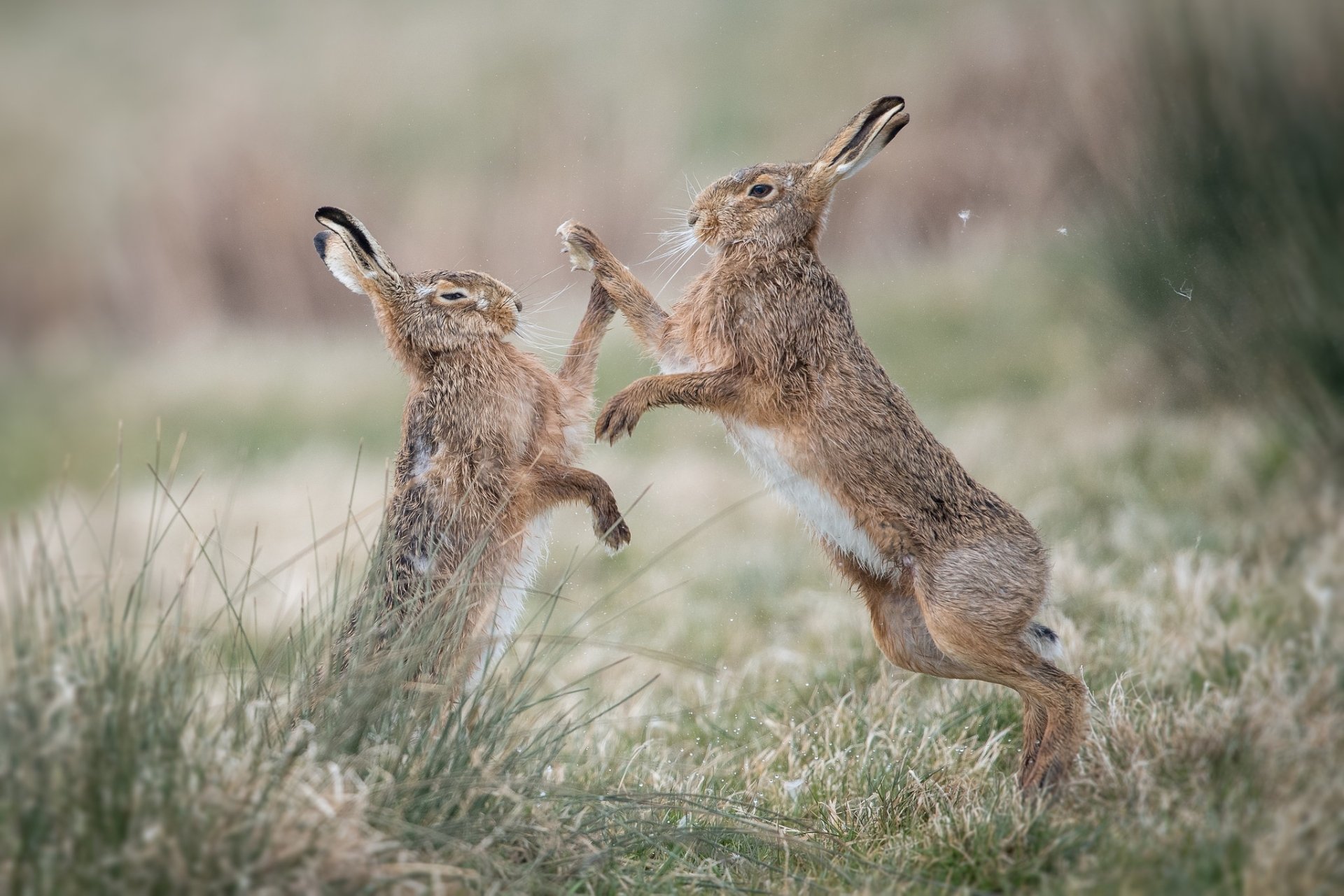Download Animal Hare HD Wallpaper