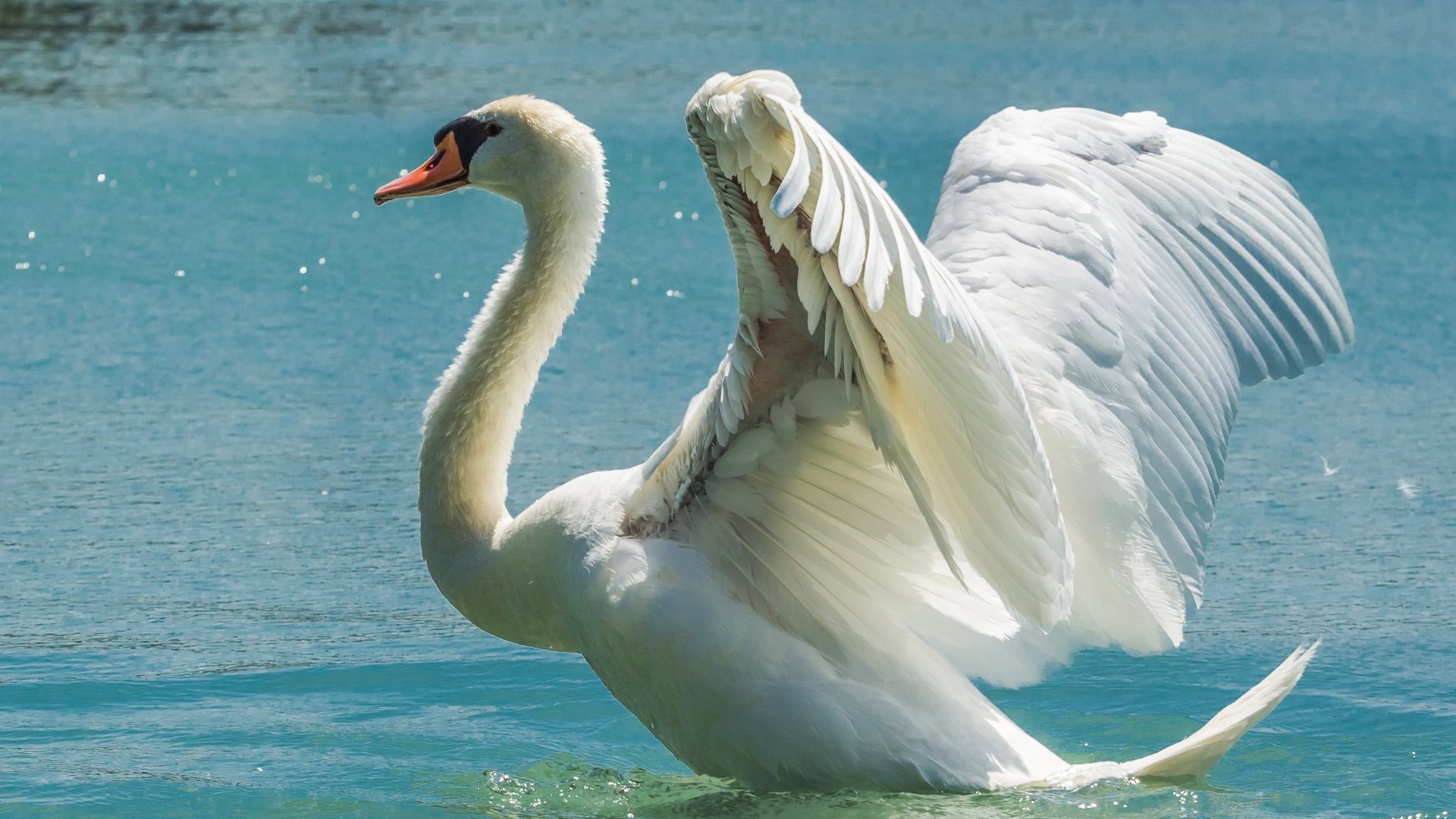 Majestic Mute Swan Wingspan – 4K Ultra HD Nature Wallpaper | 3840x2160 ...