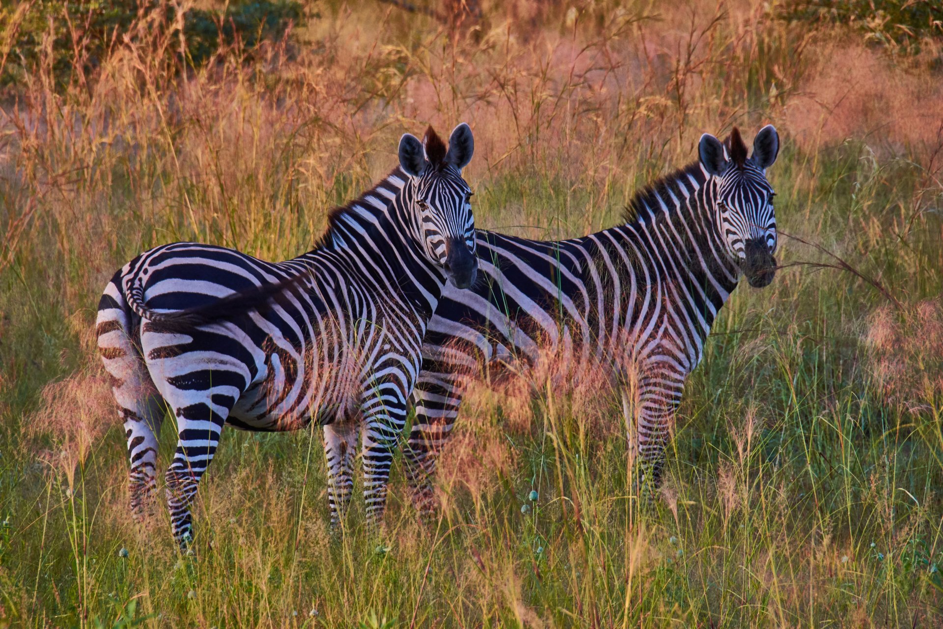 Download Animal Zebra HD Wallpaper