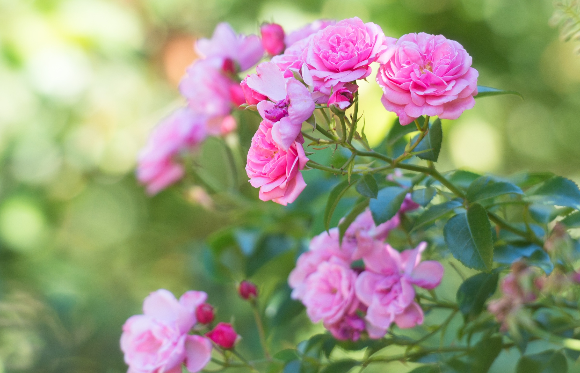 Nature Rose HD Wallpaper