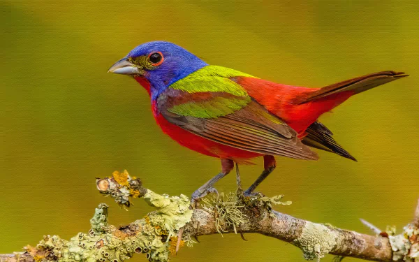 Bunting 4k Wallpapers