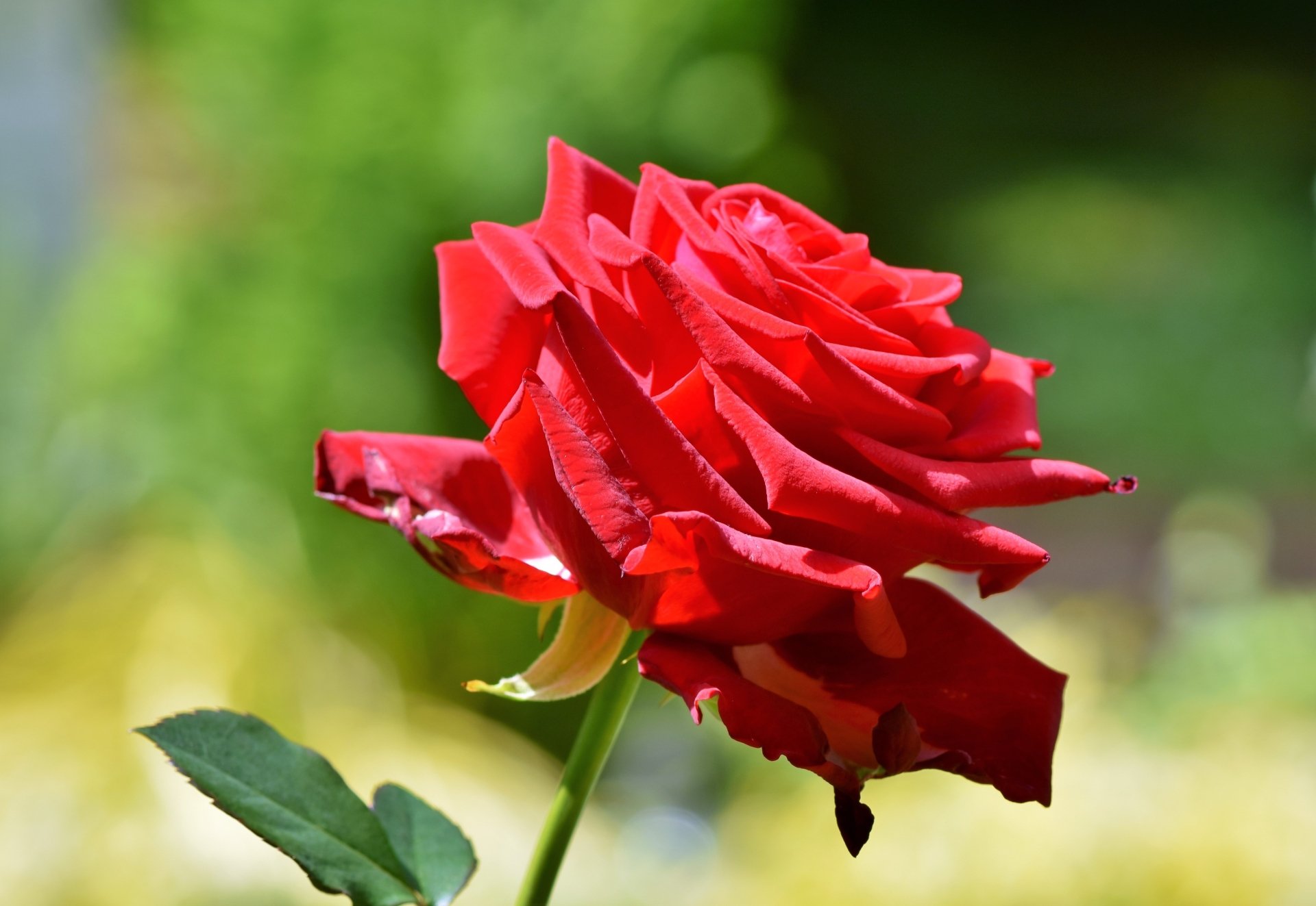 Download Red Flower Close up Nature Rose 4k Ultra HD Wallpaper