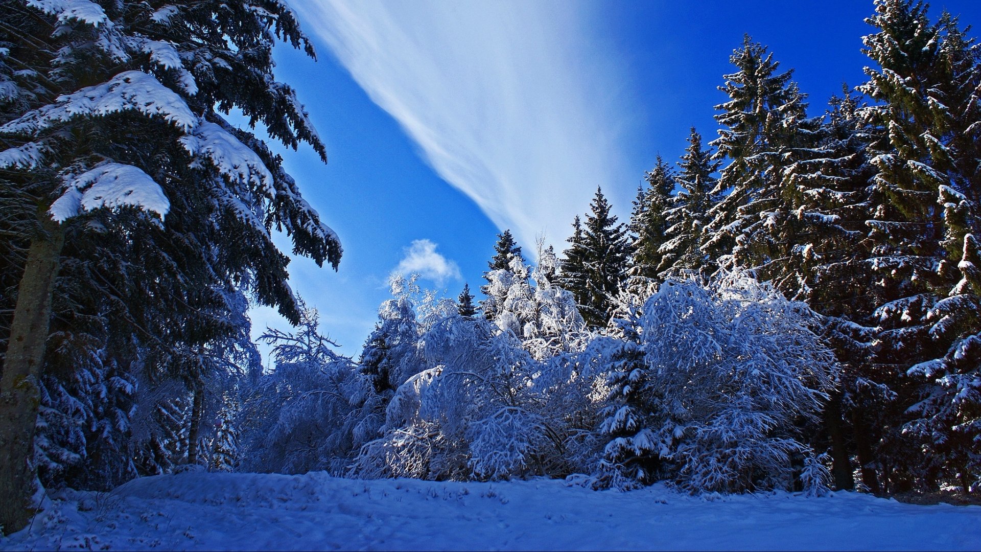 Winter Forest Serenity: HD Snow-Covered Trees in Nature's Quiet Embrace ...