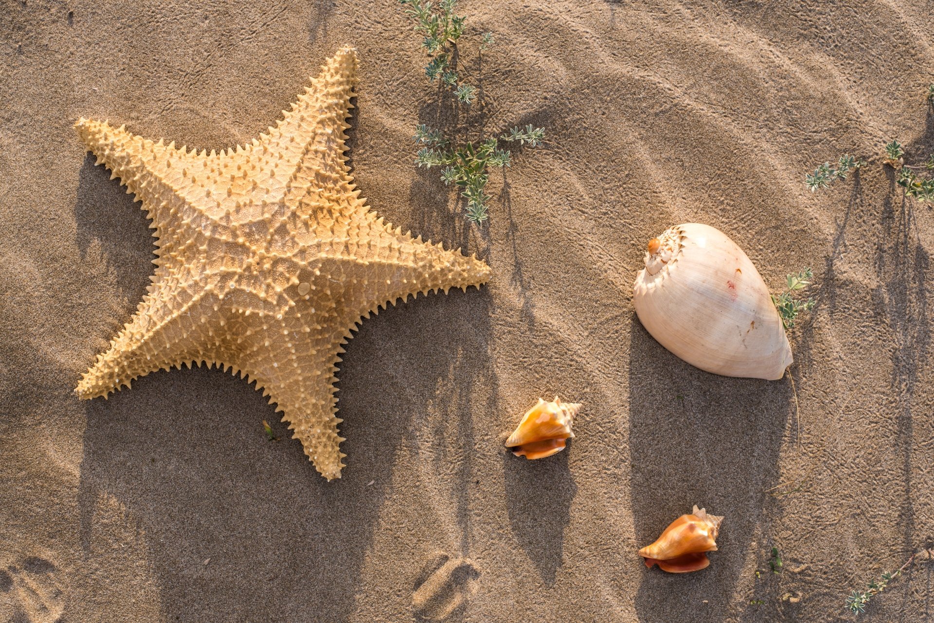 Download Shell Sand Animal Starfish 4k Ultra HD Wallpaper