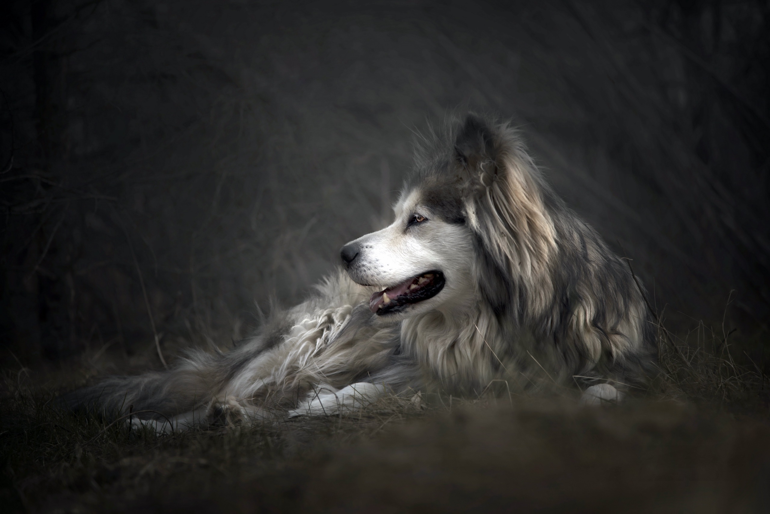 Dog HD Wallpaper
