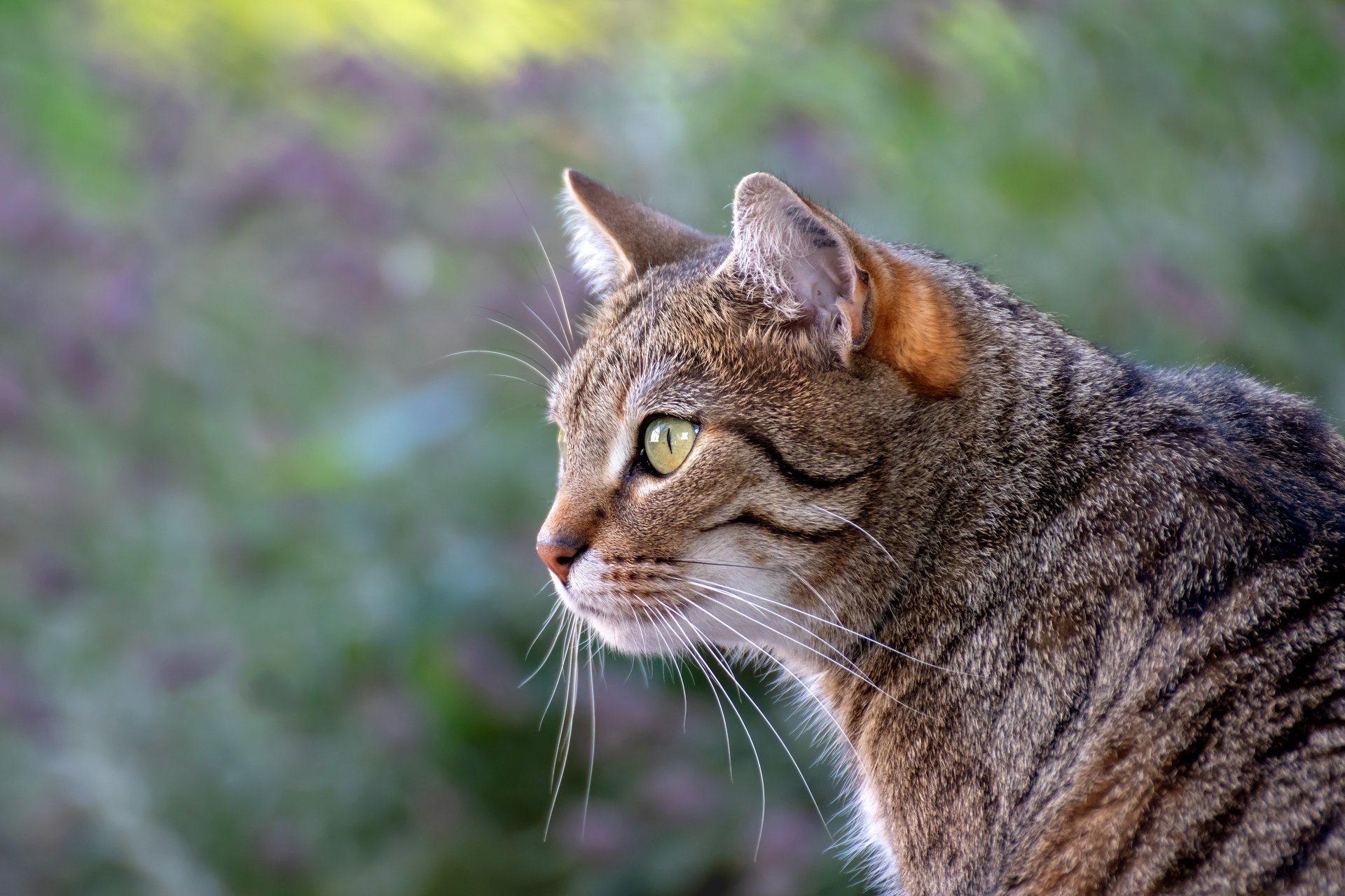 El Gato Hd 4k Wallpapers Fondos De Pantalla Hd 4k Gatos