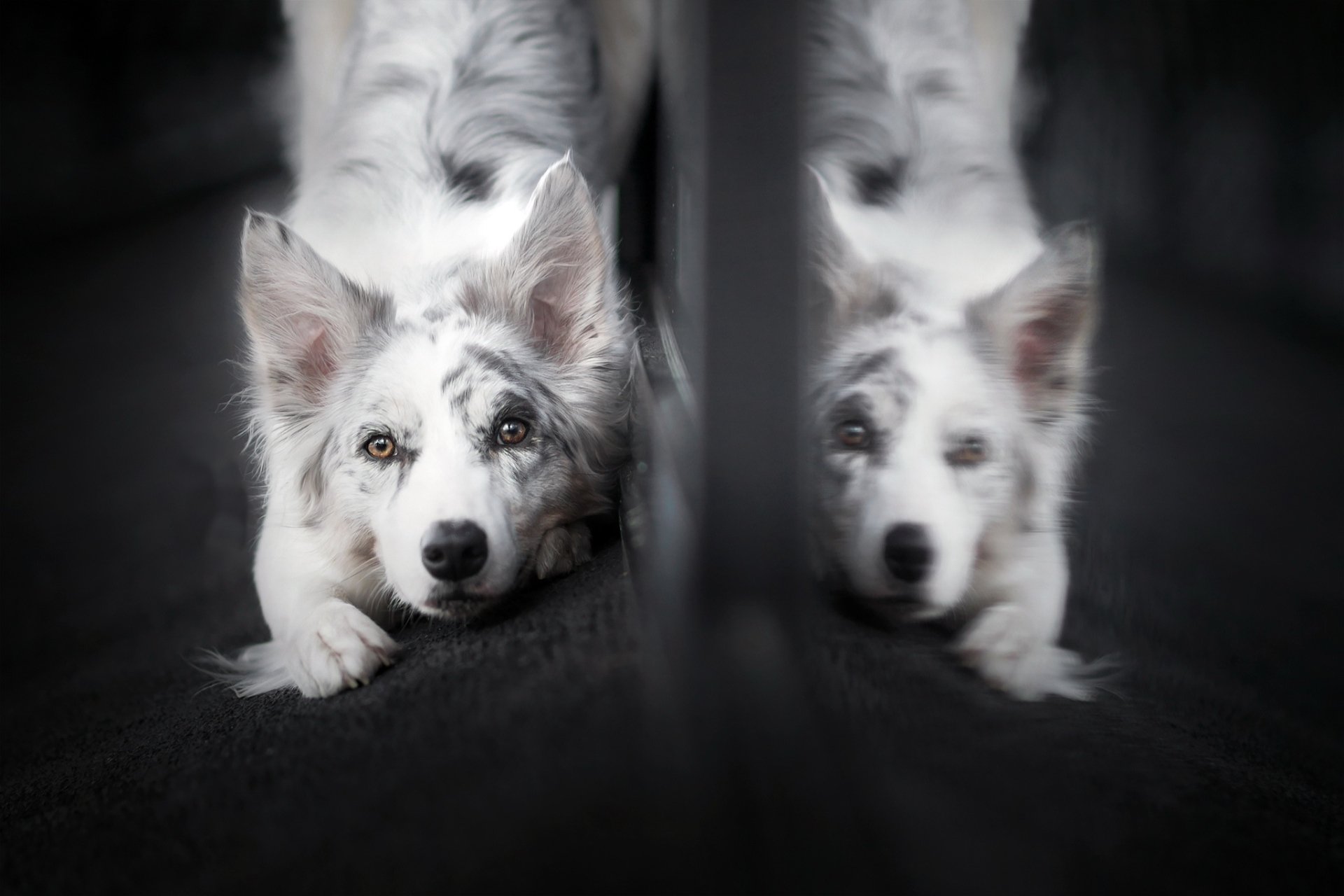 HD Reflection: Serene Dog Portrait