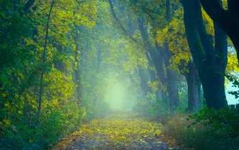 Download Forest Fog Fall Nature Path PFP