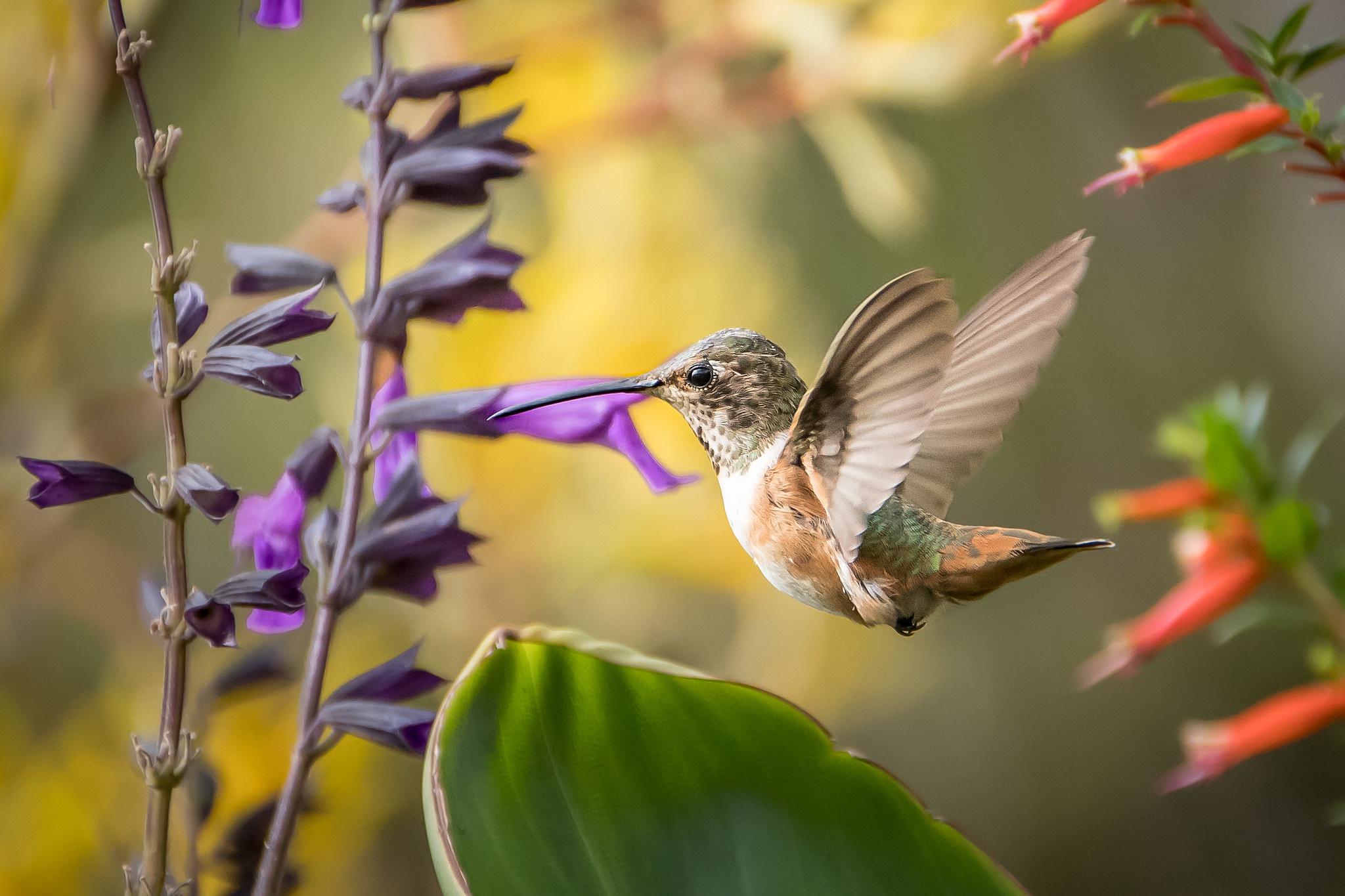 Download Flower Macro Bird Animal Hummingbird HD Wallpaper