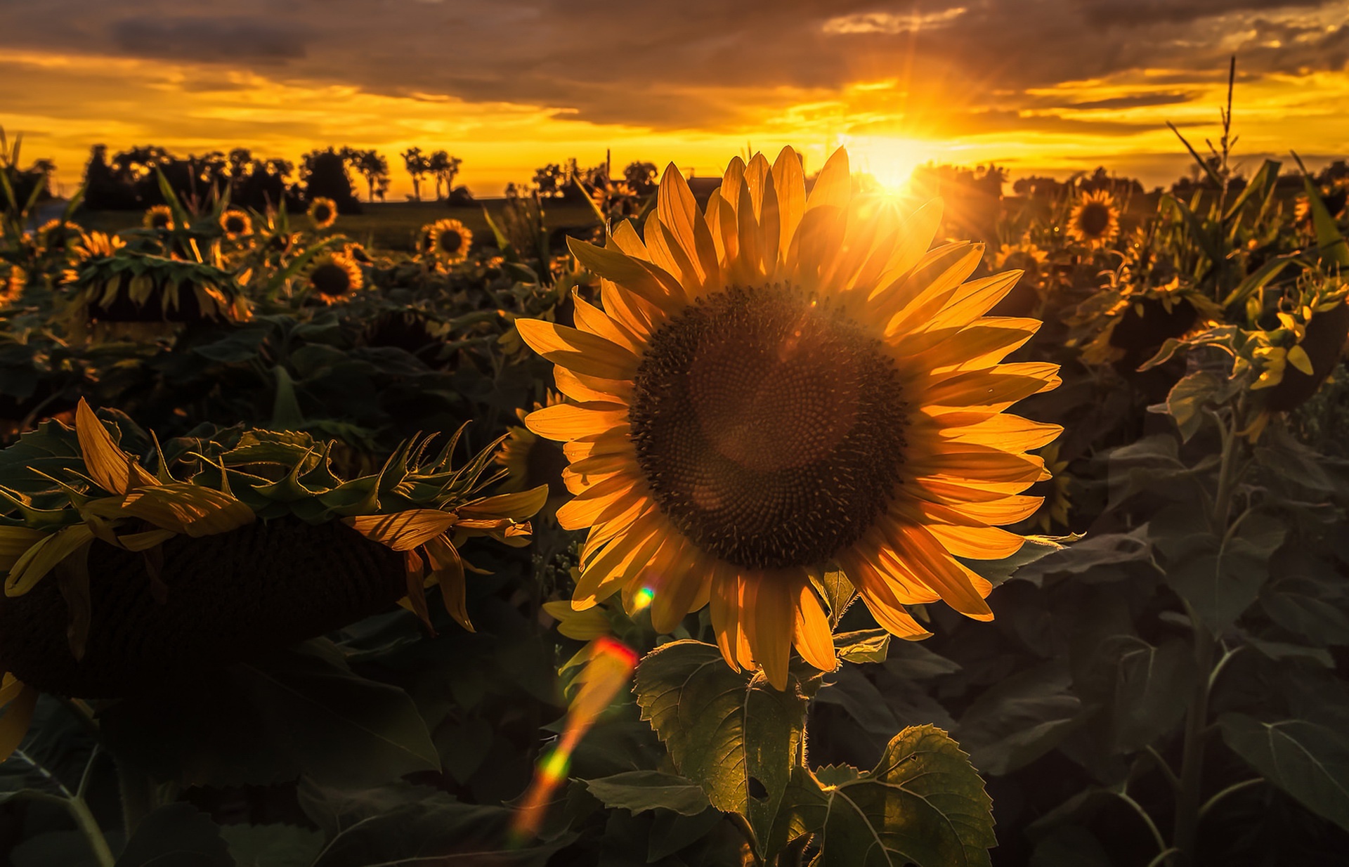 Summer Sunflower Desktop Wallpaper