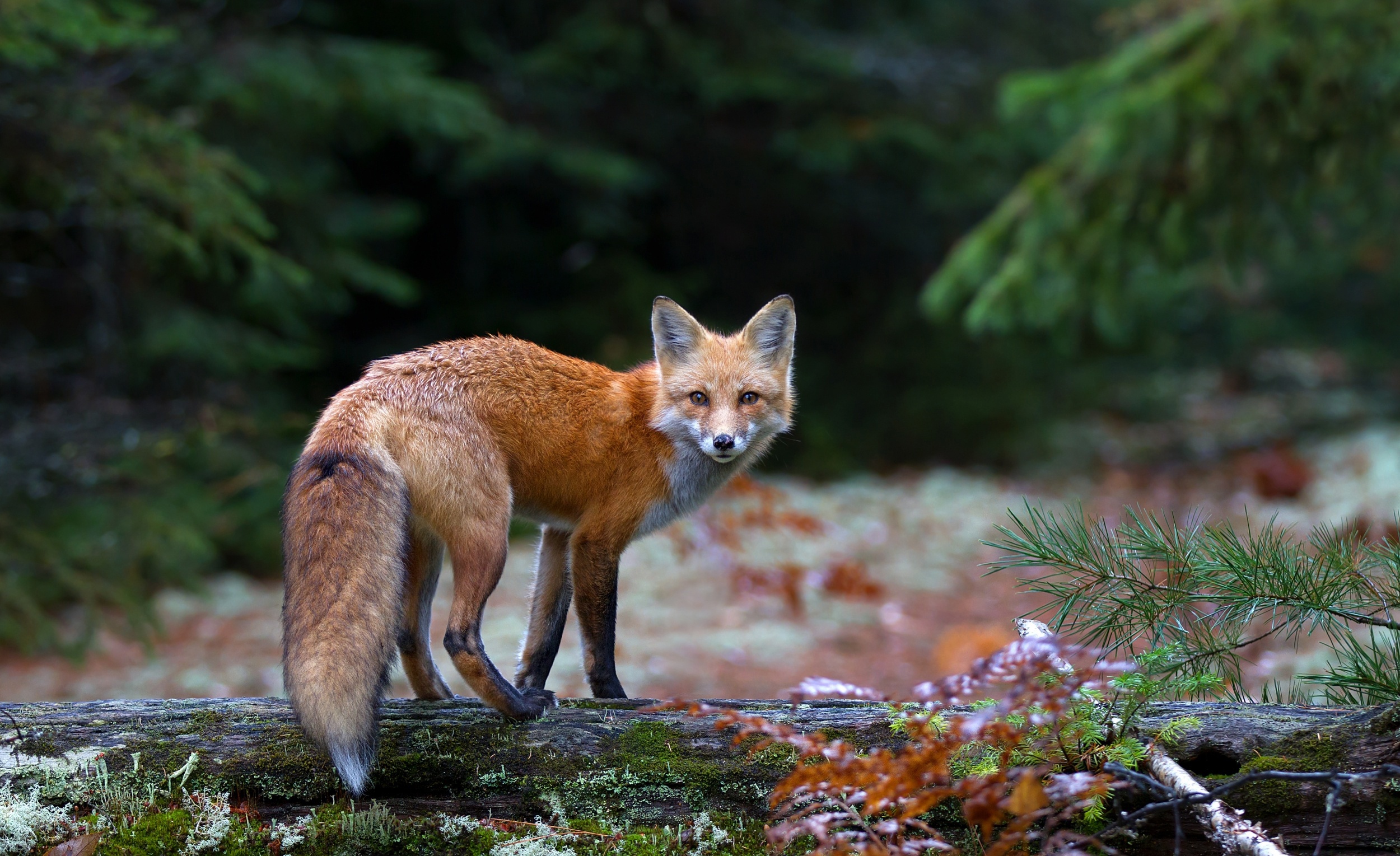 Download Stare Animal Fox HD Wallpaper