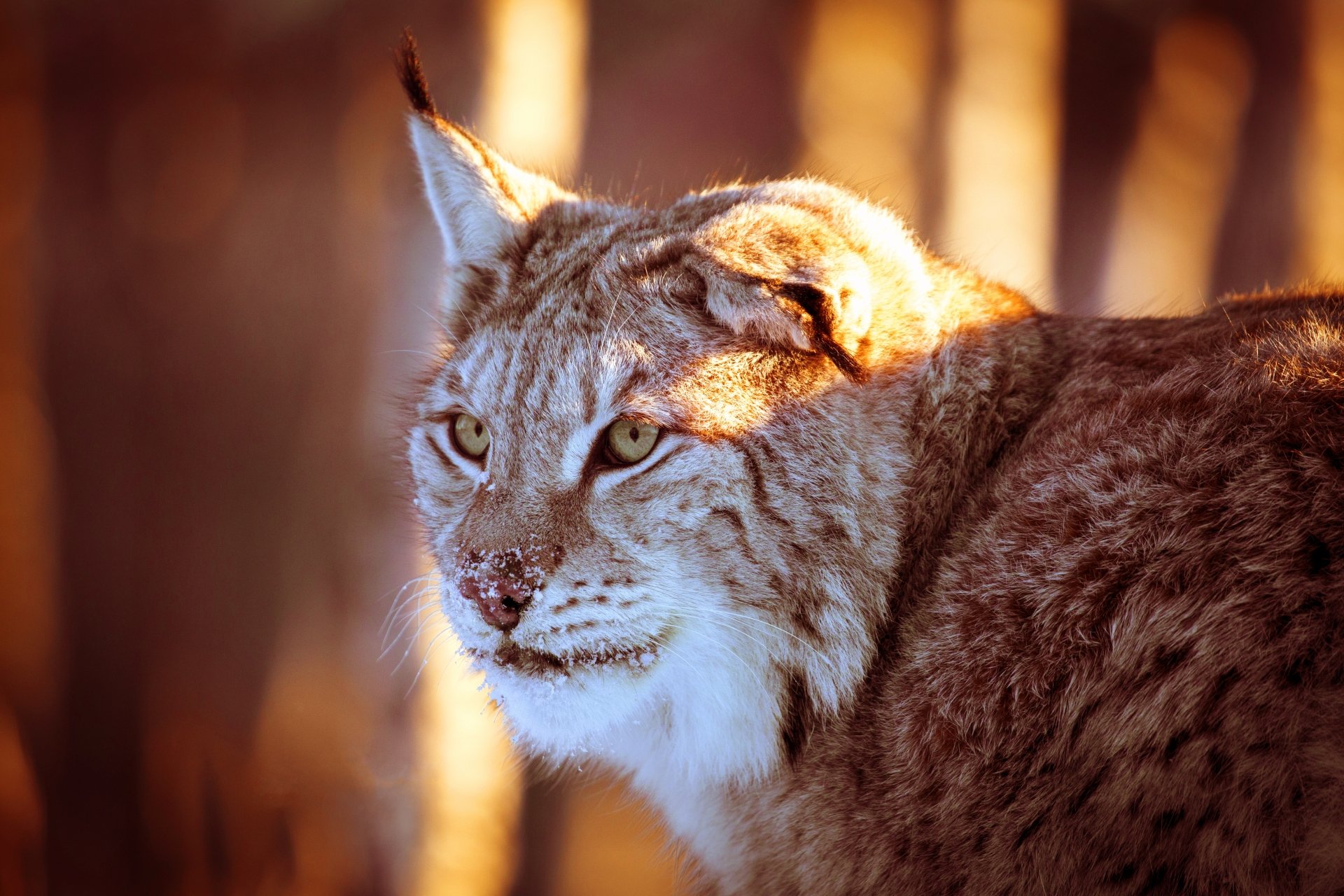 Download Animal Lynx 4k Ultra HD Wallpaper