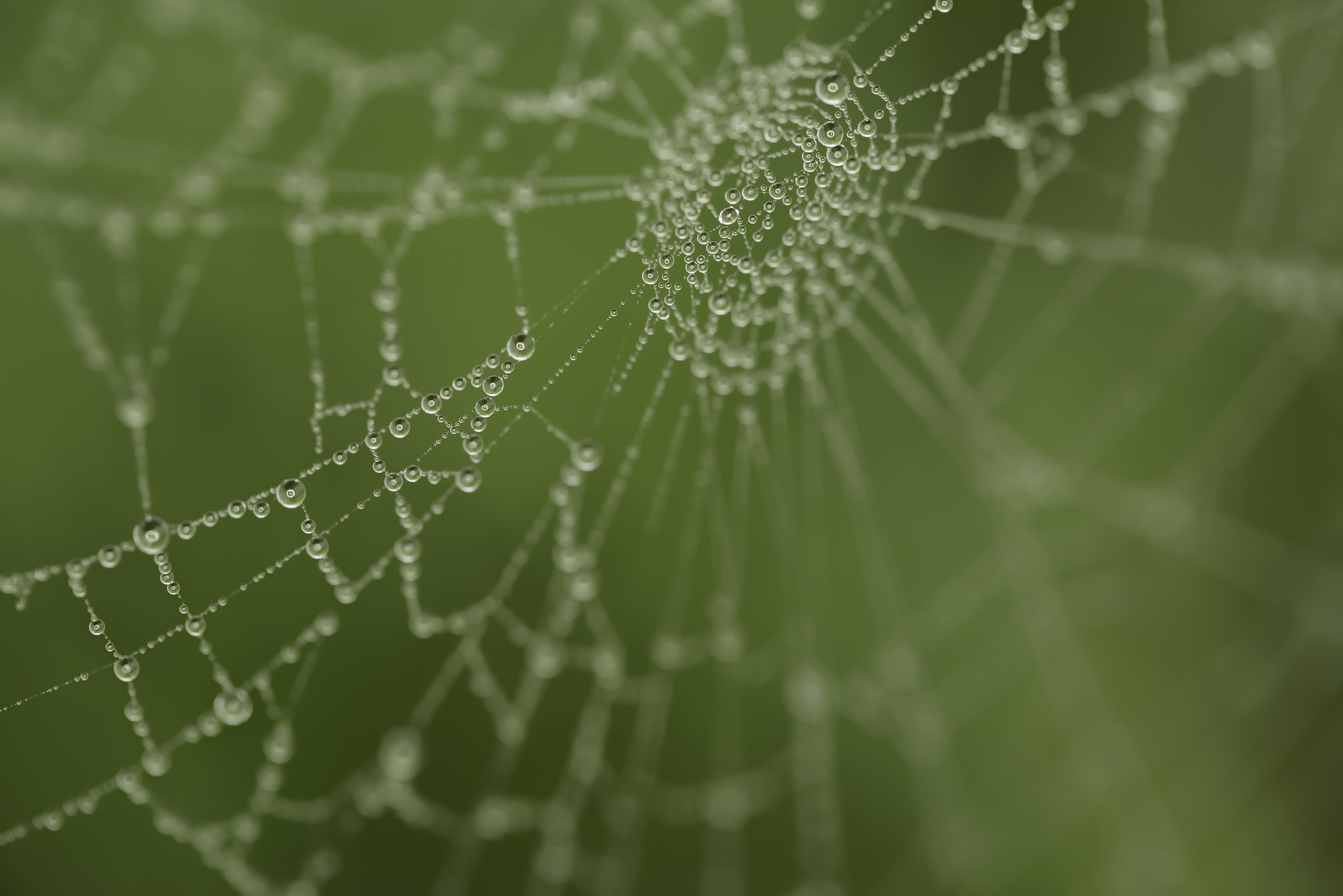 Download Macro Photography Spider Web HD Wallpaper