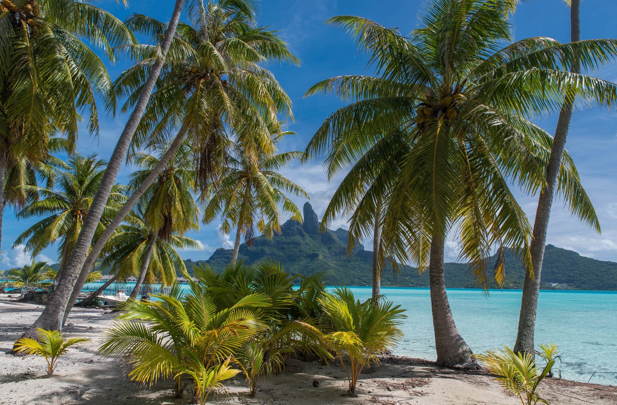 Download Nature Tropical HD Wallpaper