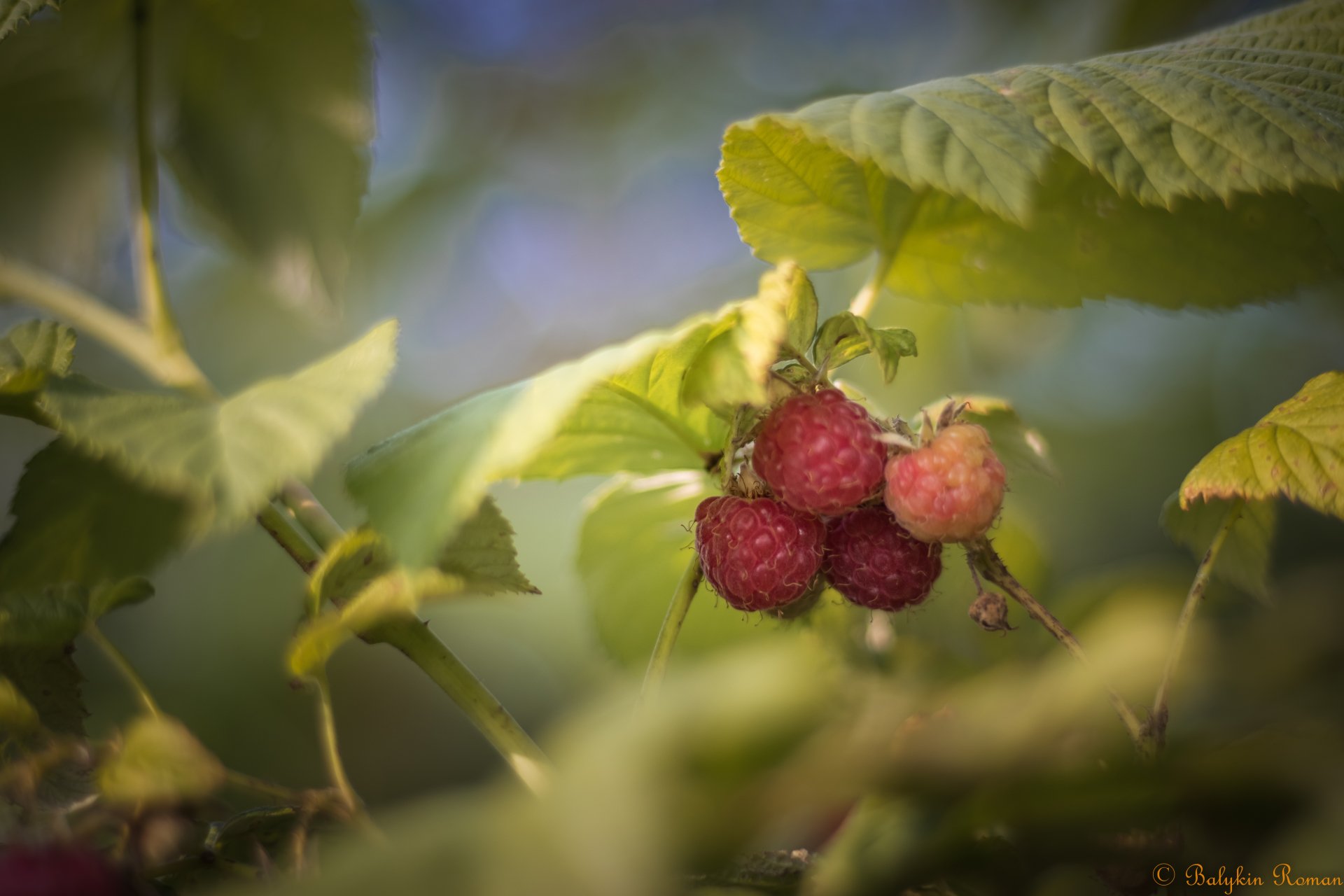Download Food Raspberry 4k Ultra HD Wallpaper by Vergilius