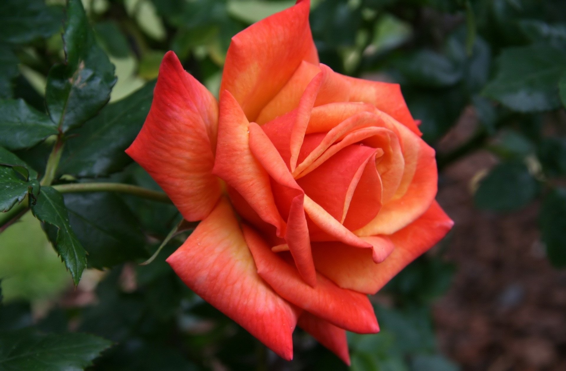 Download Flower Nature Rose HD Wallpaper