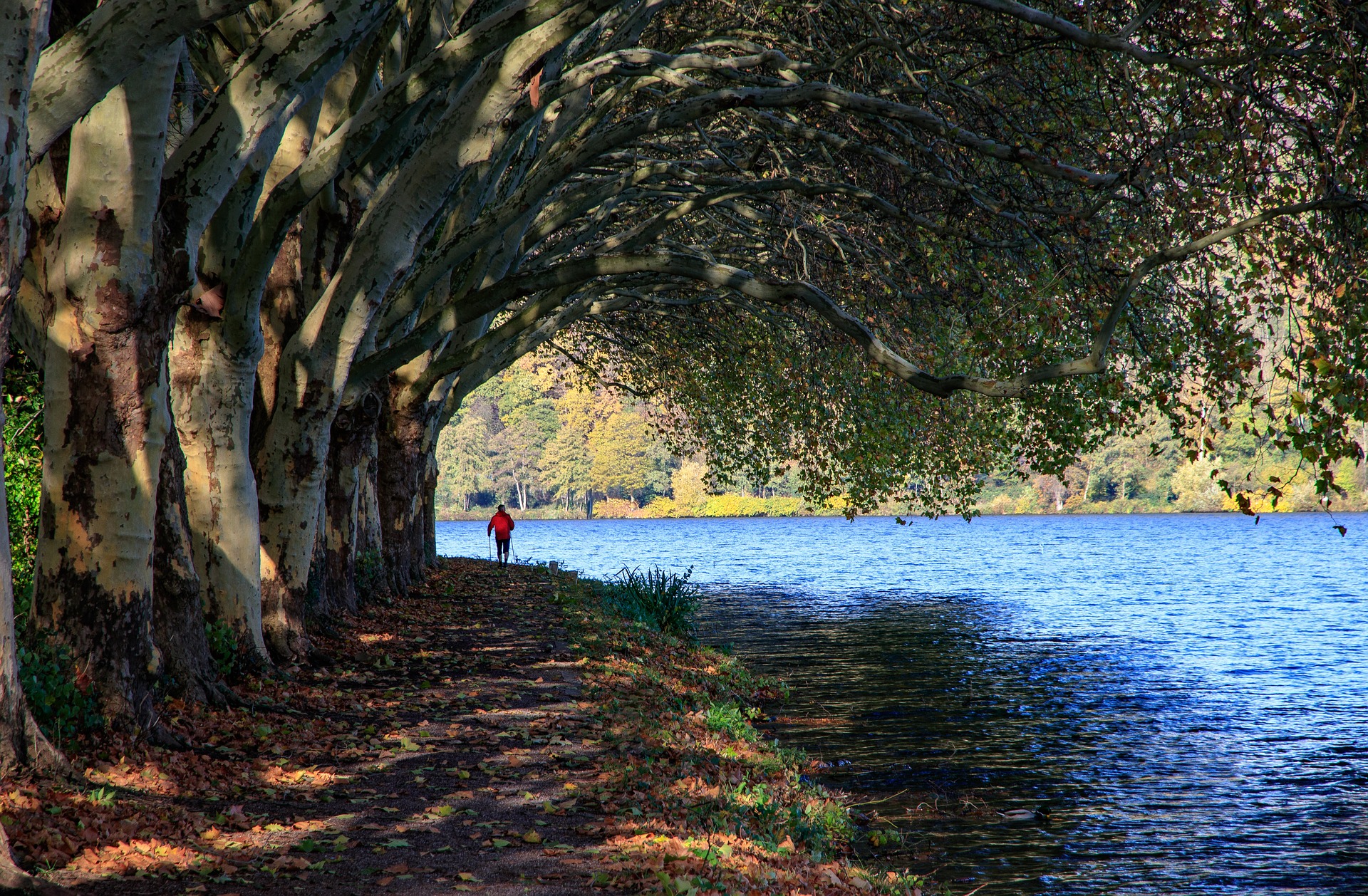 Download Path Tree Photography Lake HD Wallpaper by Herbert Aust