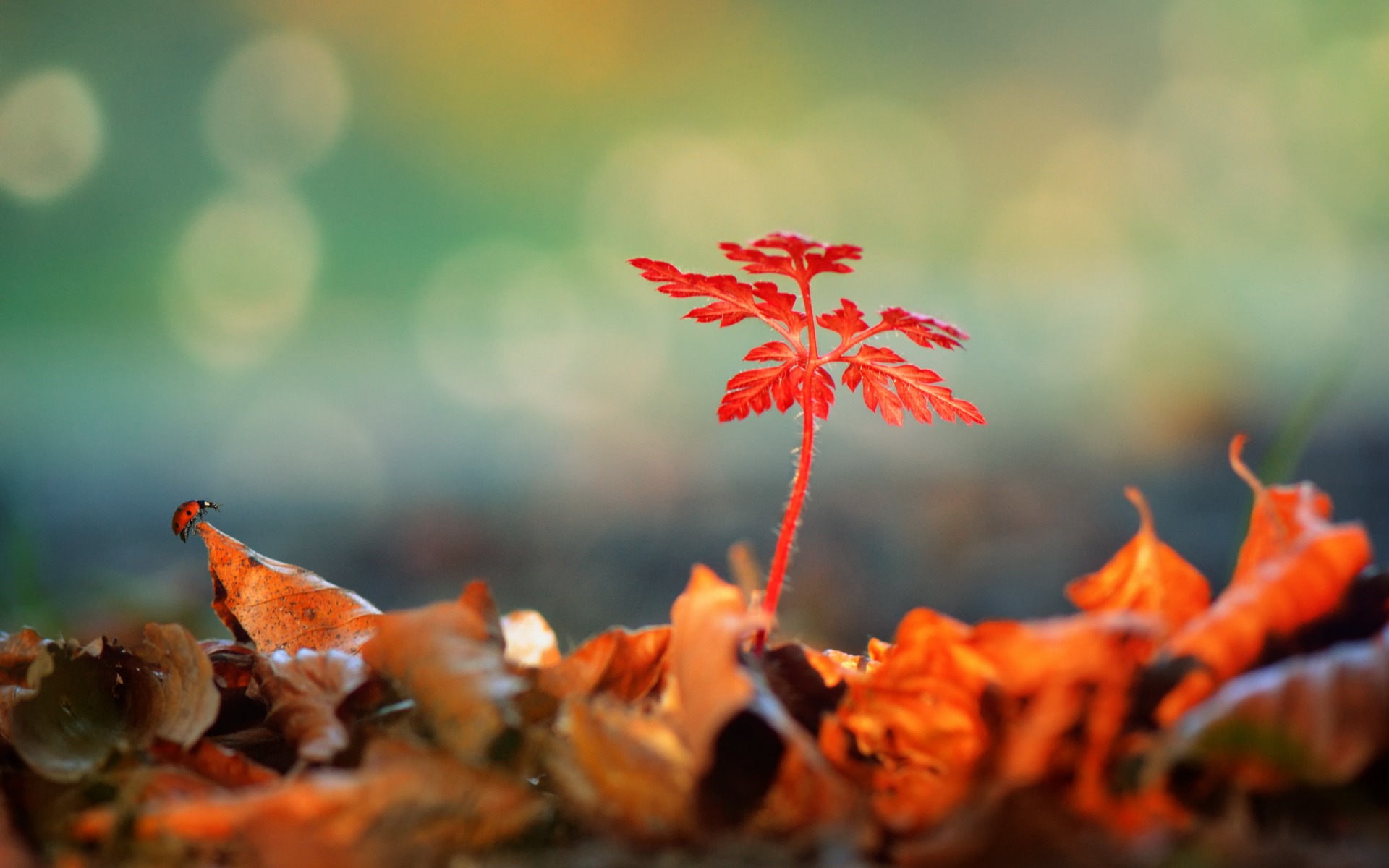 Download Nature Close-up HD Wallpaper