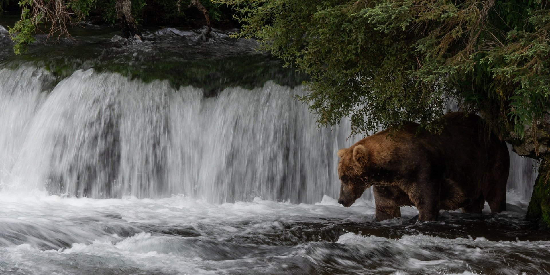Download Waterfall Animal Bear HD Wallpaper