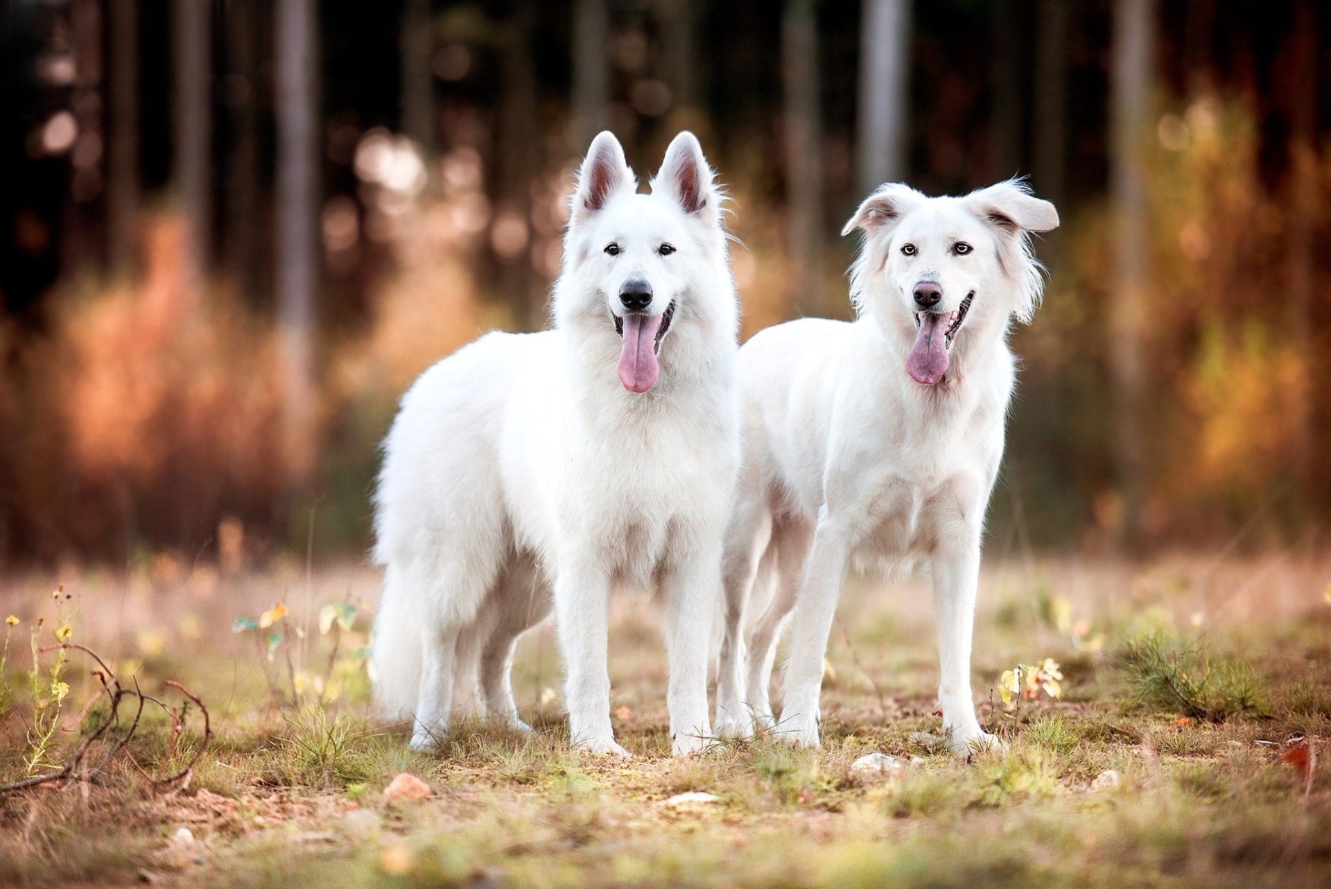 Download Dog Animal Swiss Shepherd HD Wallpaper | 2048x1367 | Wallpaper ...