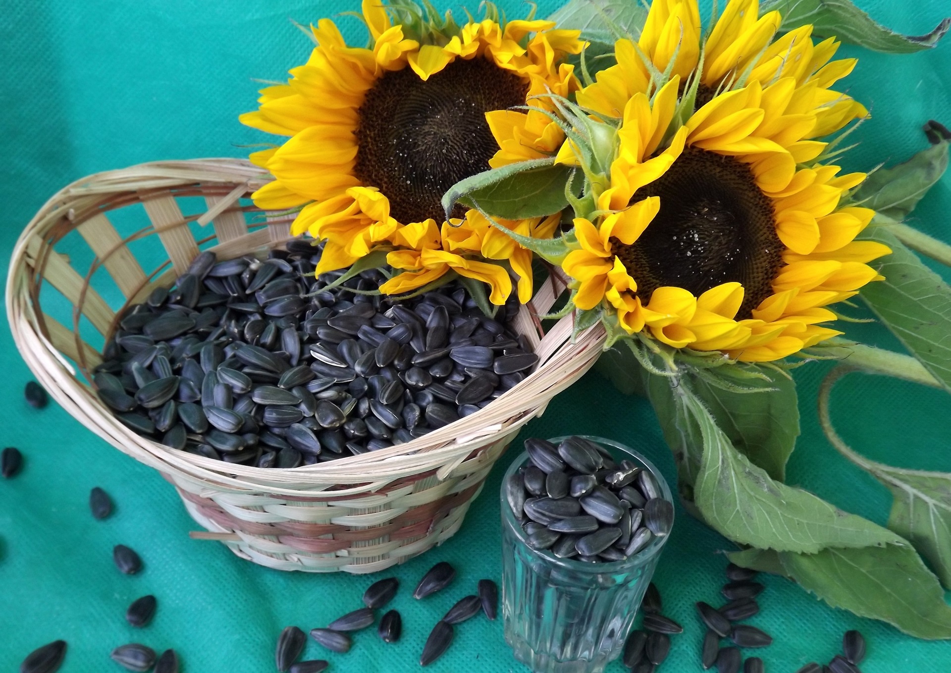 Sunflower seeds with sunflower by BlueTechWizard