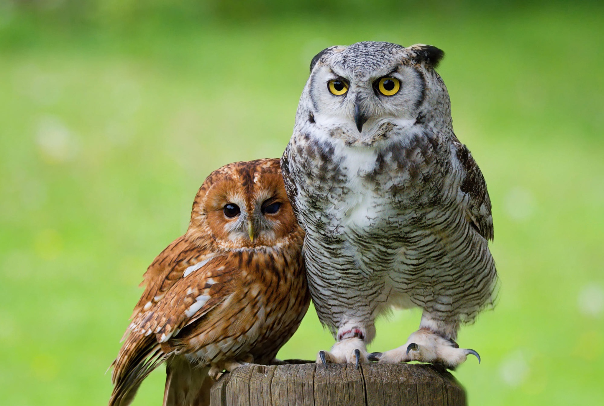 Majestic Owls: Stunning HD Wildlife Wallpaper