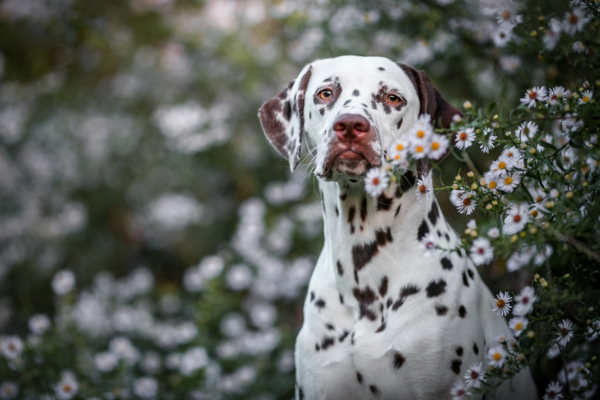 Download Dog Animal Dalmatian HD Wallpaper