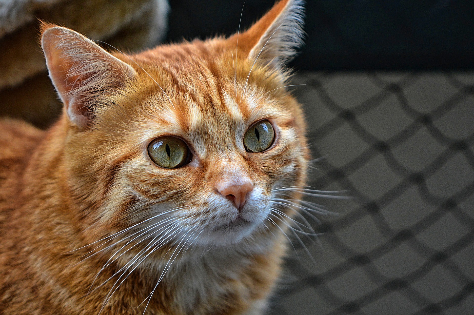 Majestic Ginger Cat HD Wallpaper – Stunning Animal Portrait