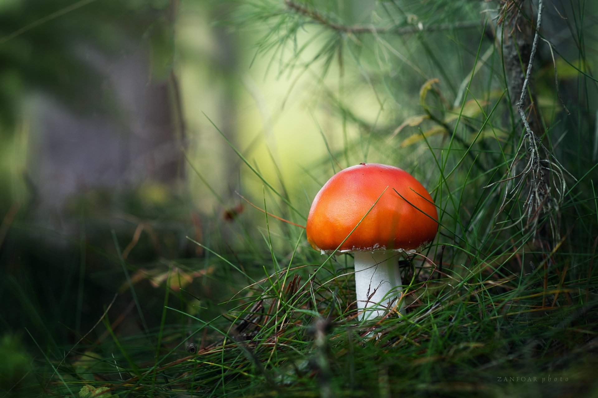 Download Fall Nature Mushroom HD Wallpaper | 2200x1467 | Wallpaper Abyss