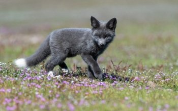 Download Baby Animal Fox Animal PFP