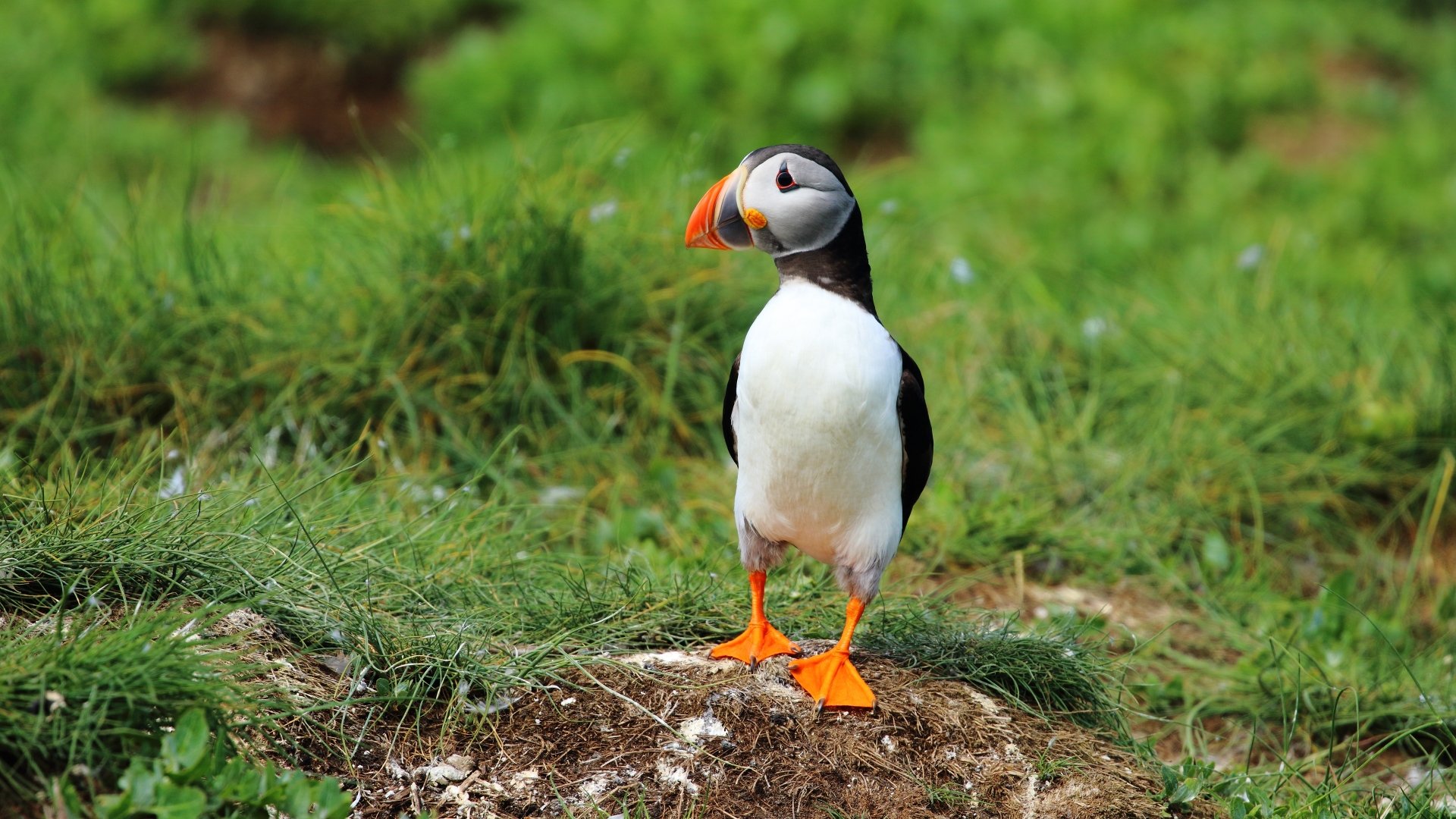 Ultra HD Puffin Portrait — 4K Vibrant Seabird Wallpaper