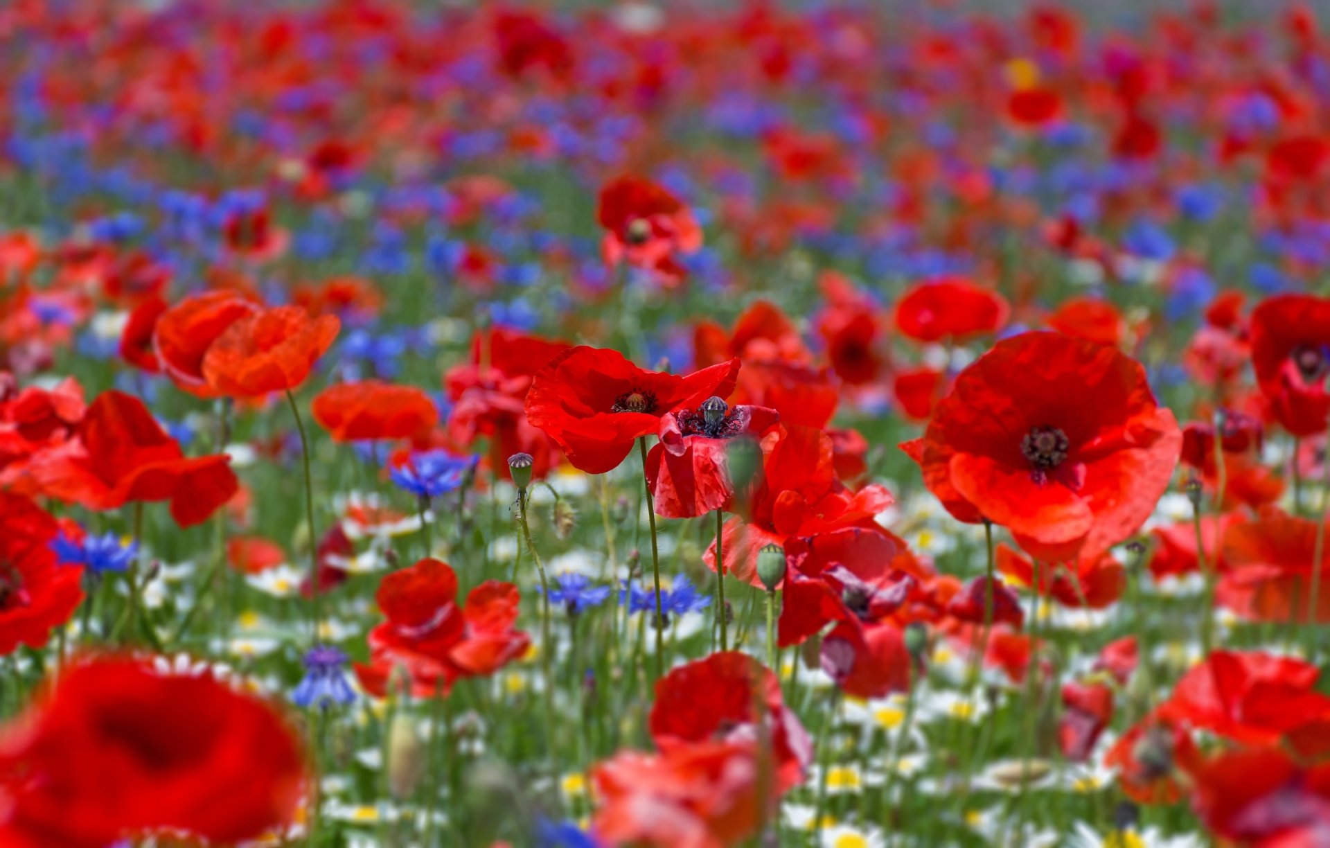 Download Red Flower Summer Flower Nature Poppy HD Wallpaper