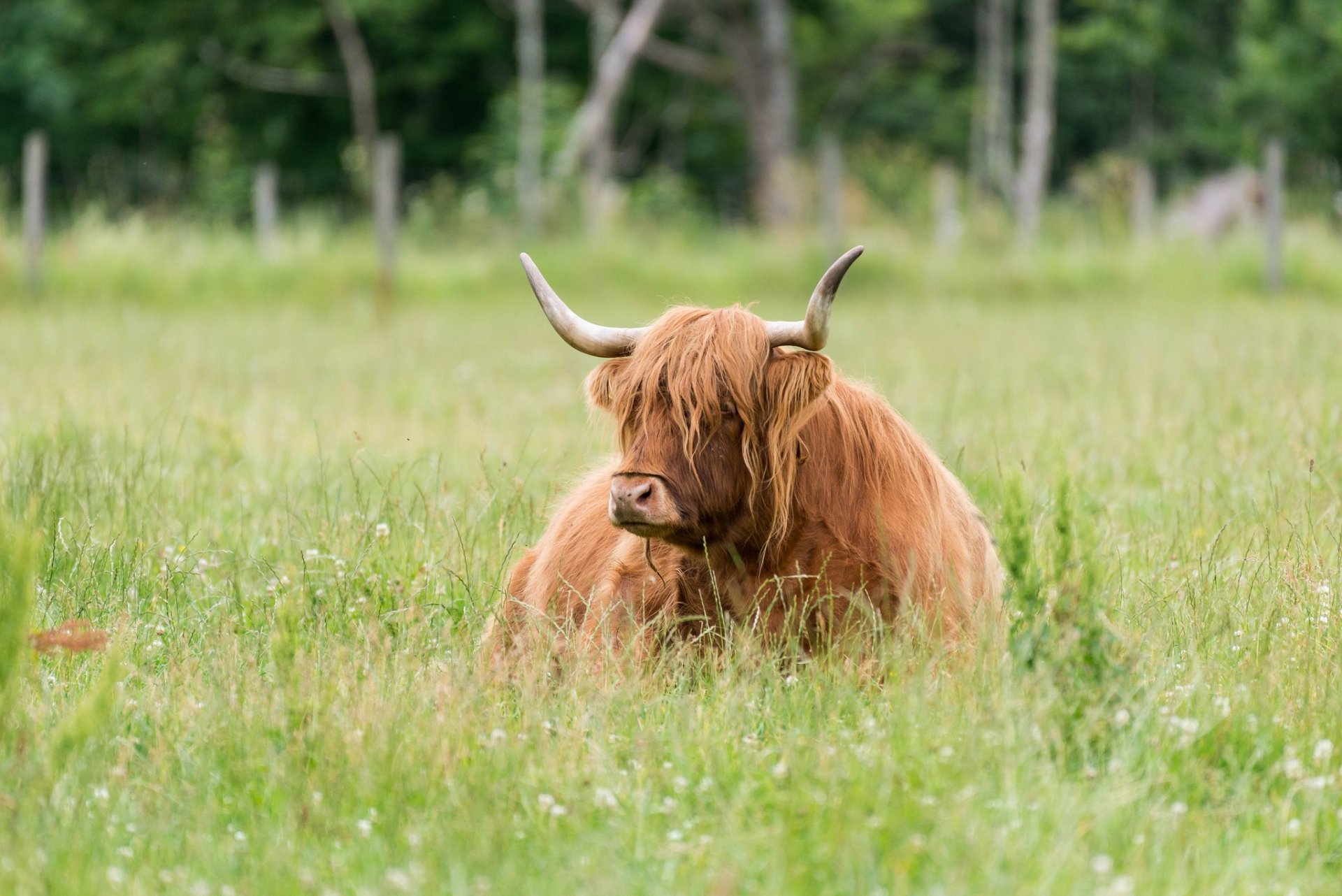 Download Grass Animal Cow HD Wallpaper