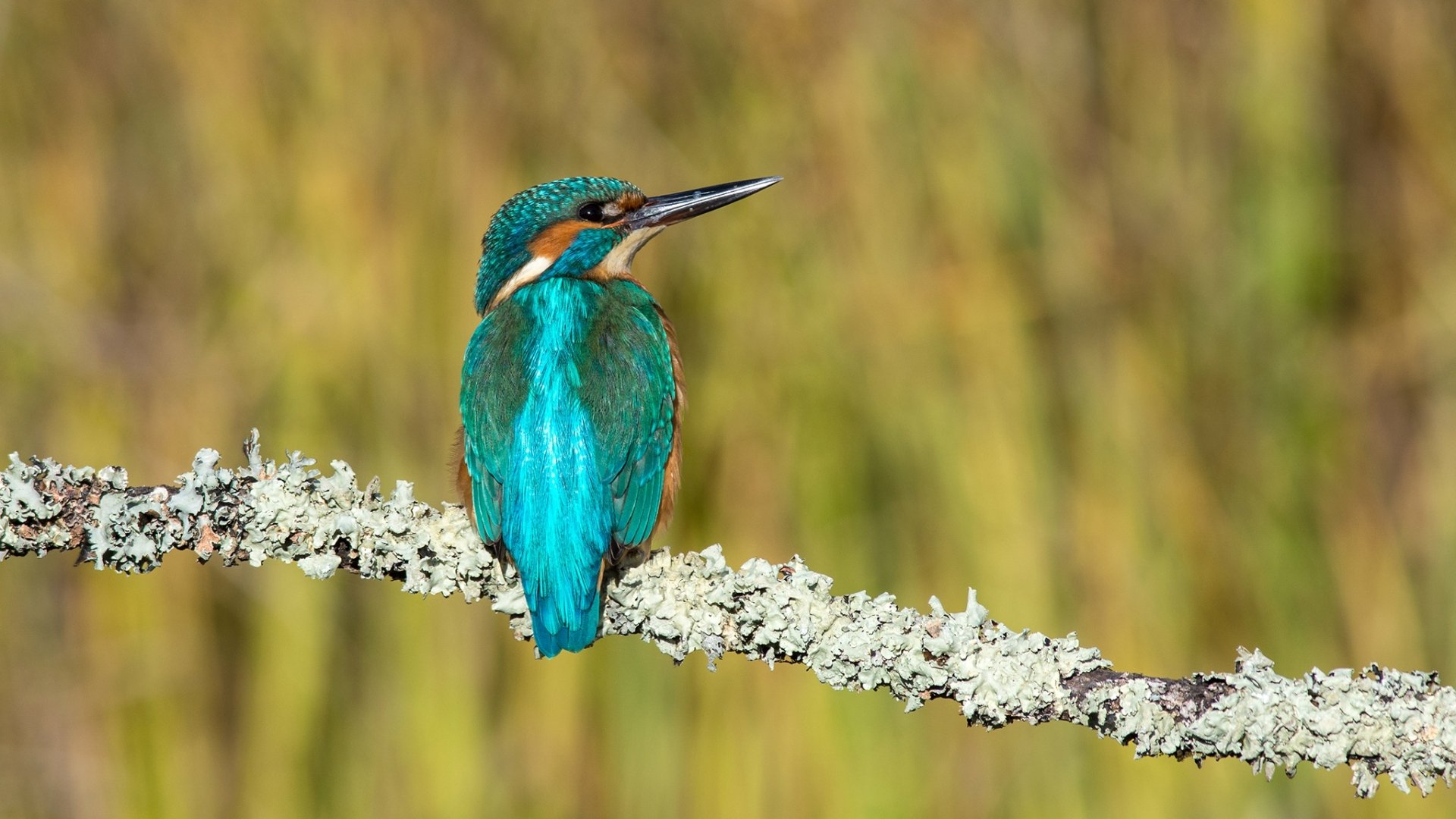 Common (Eurasian) (Small Blue) Kingfisher - alcedo atthis