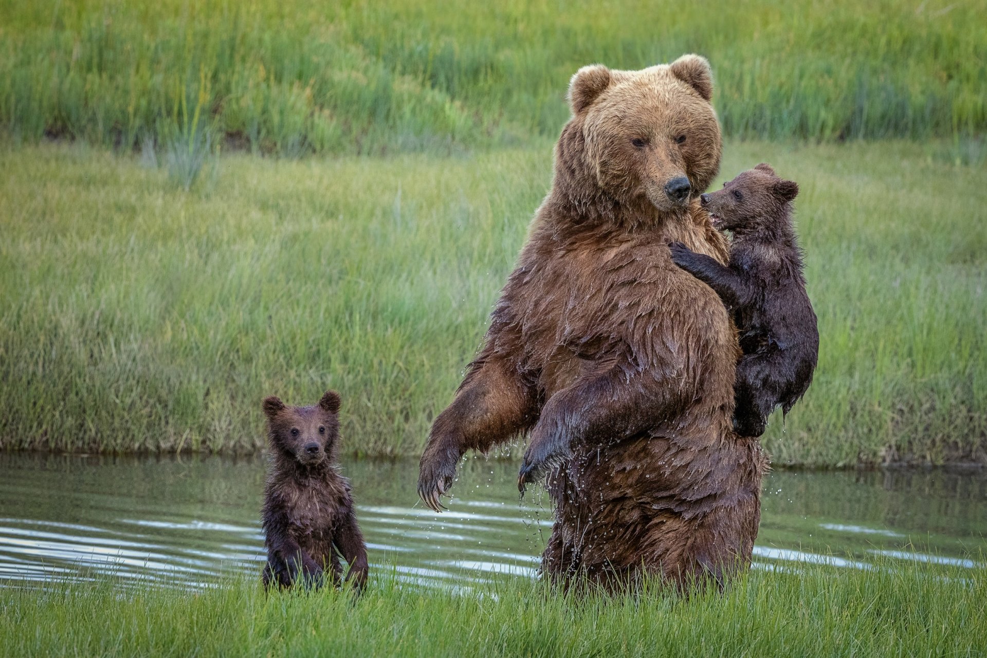 Bear Cubs Adventure - HD Wallpaper