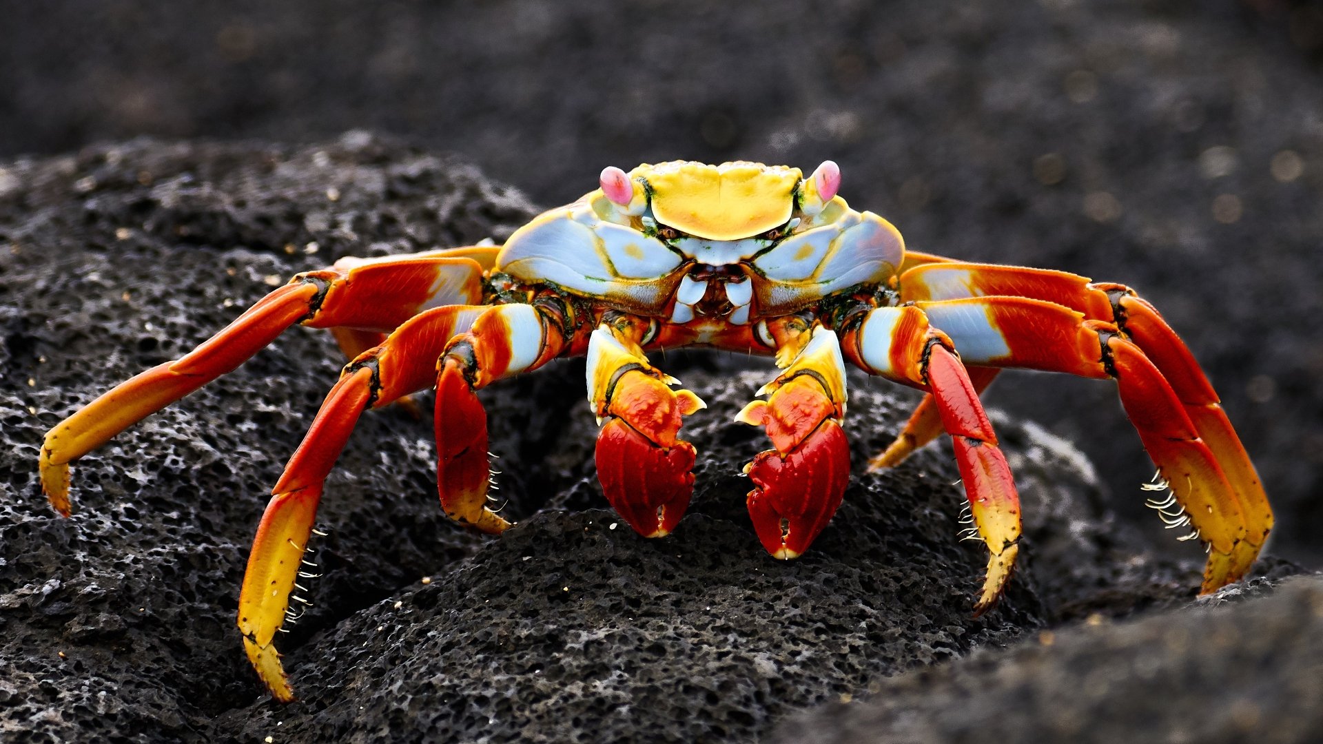 4K Ultra HD Vibrant Crab – Stunning Sea Life Crustacean Wallpaper