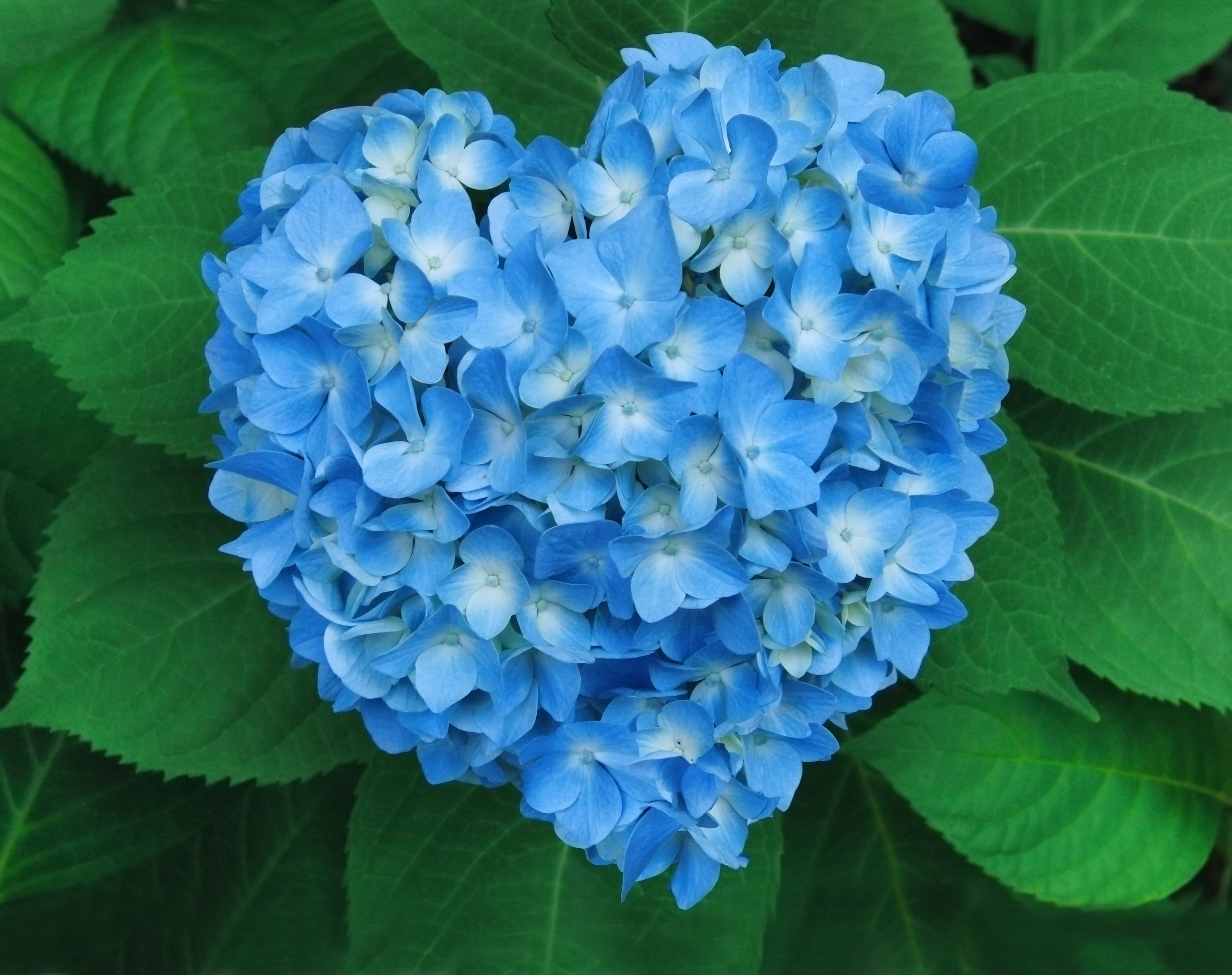 Download Blue Flower Flower Heart Nature Hydrangea HD Wallpaper