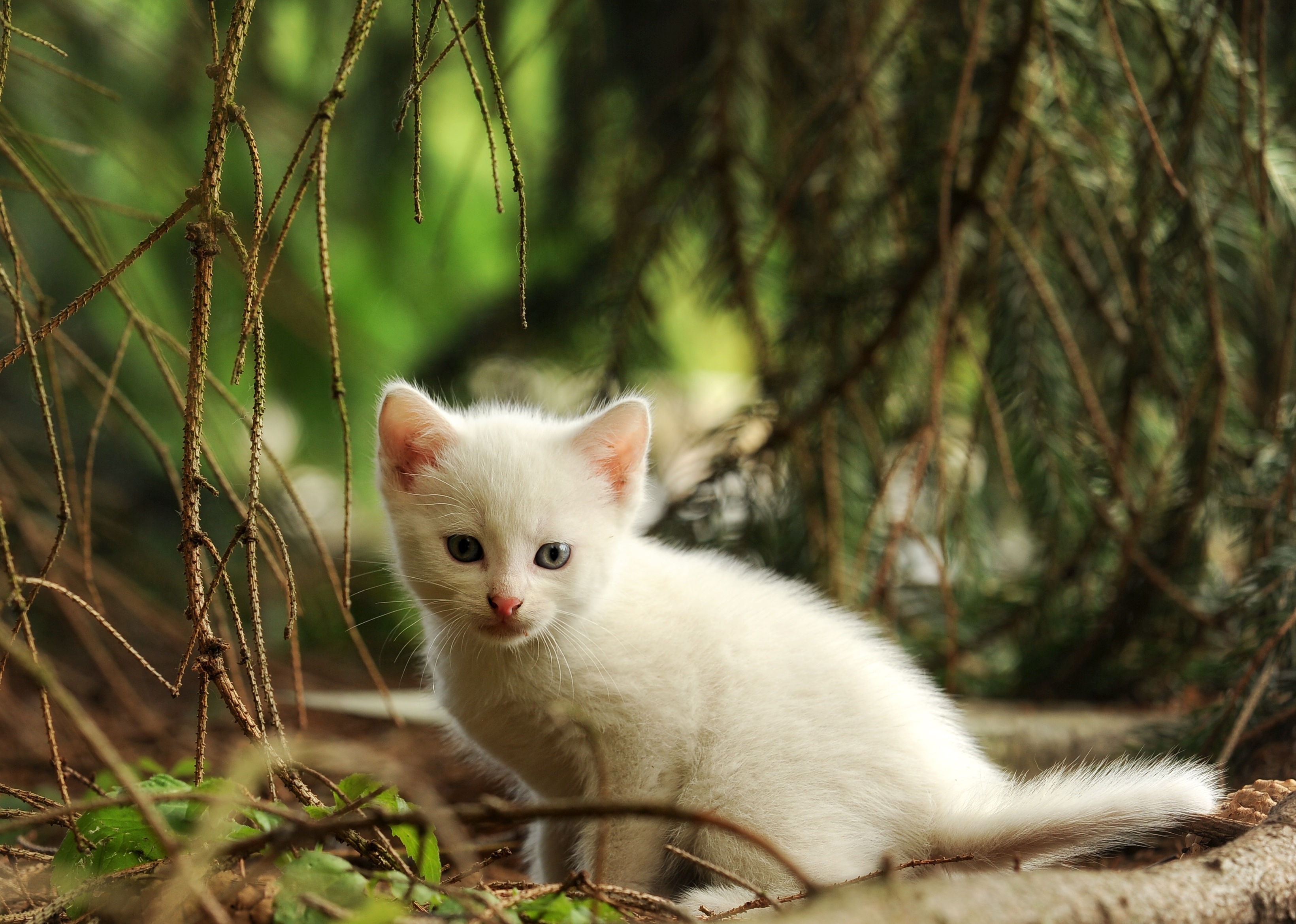 Adorable White Kitten HD Wallpaper: Charming Baby Cat in Nature