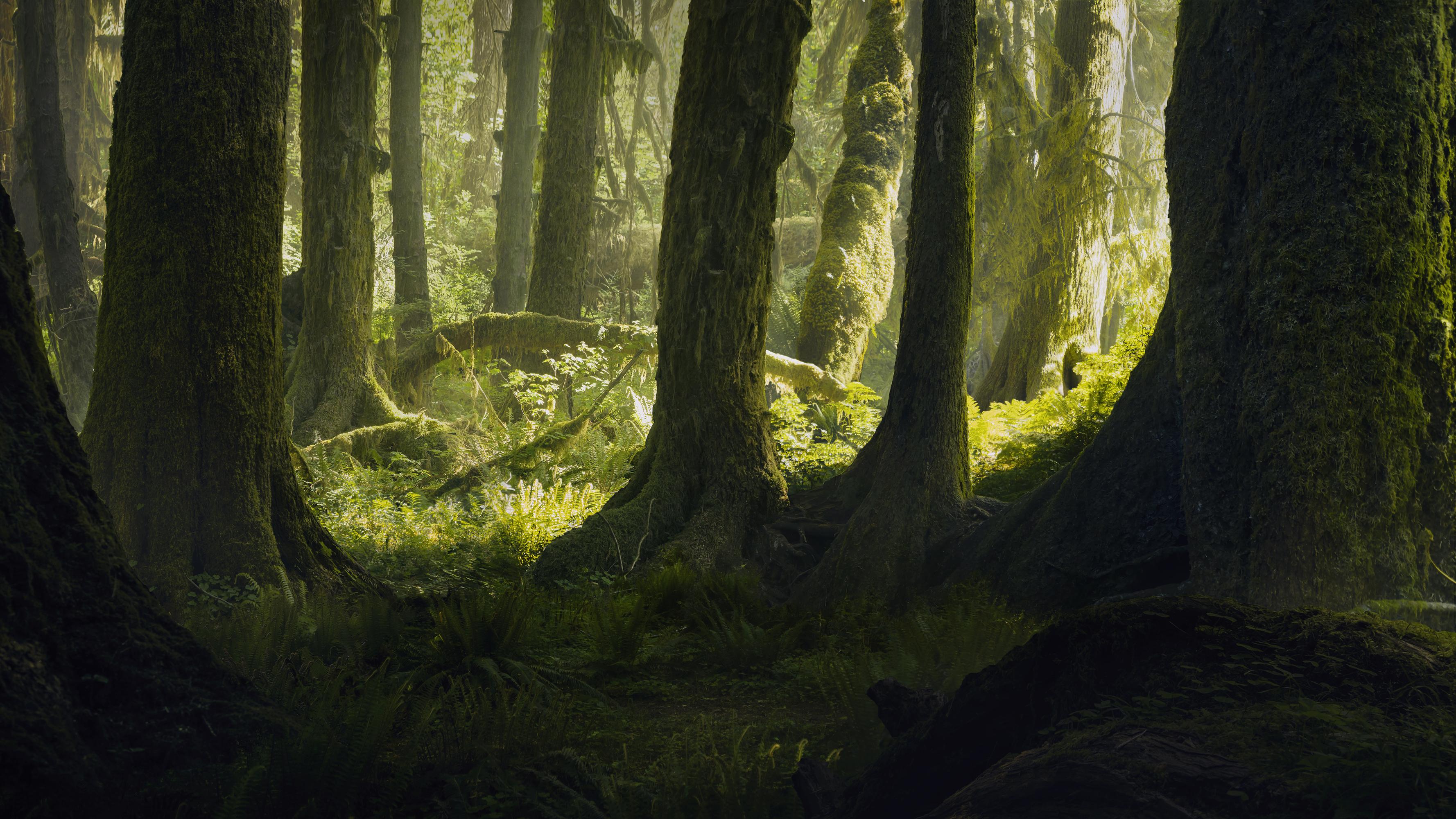 Enchanted Forest: HD Nature Wallpaper