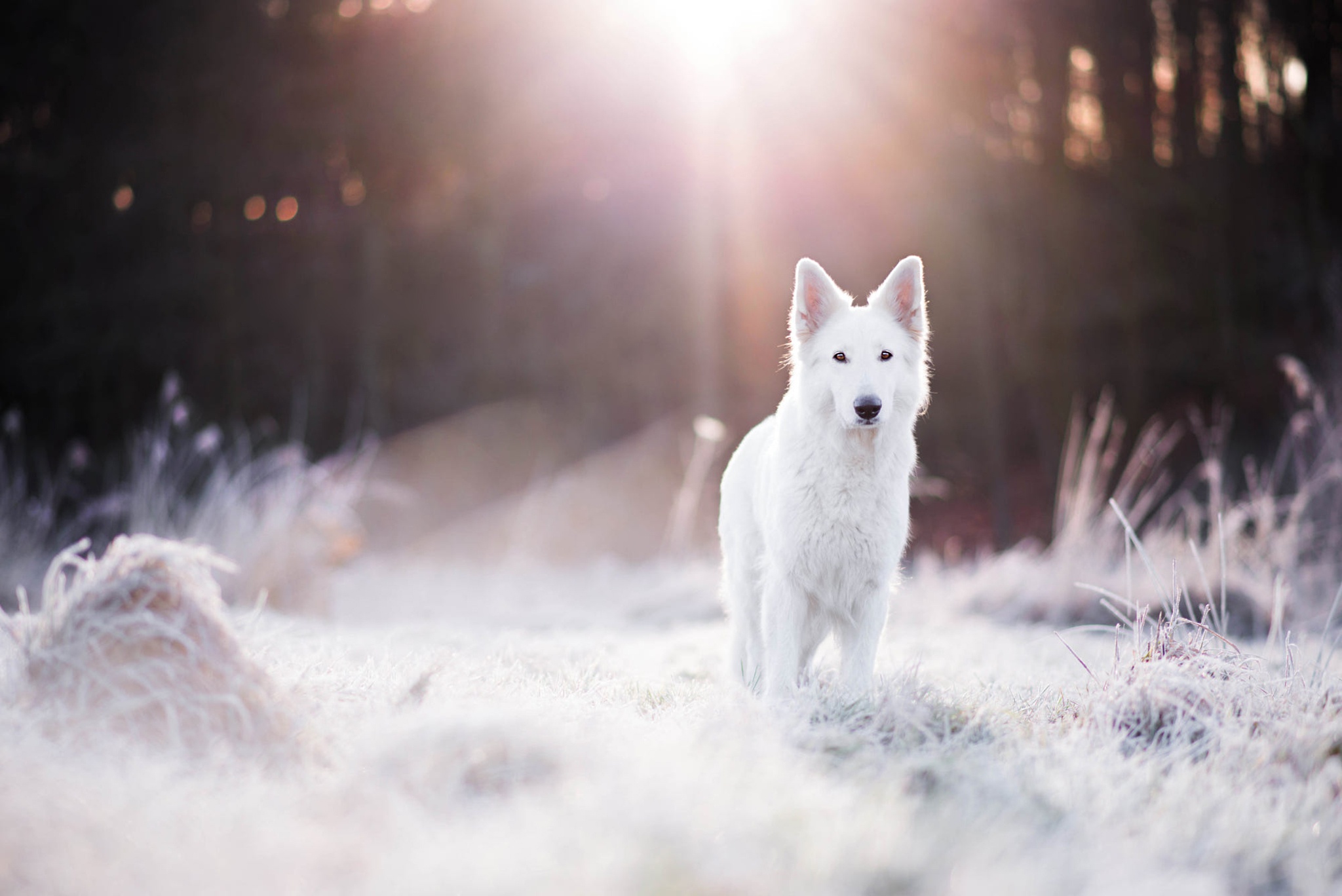 Swiss Shepherd HD Wallpaper