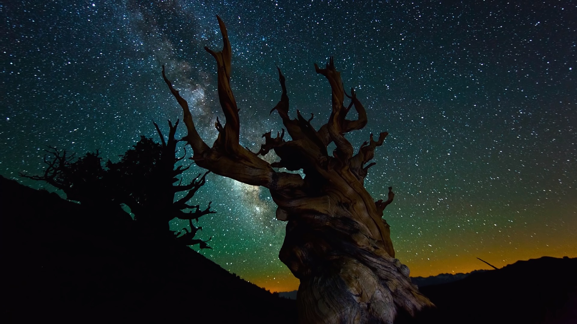 Download Tree Milky Way Star Sky Nature Night HD Wallpaper