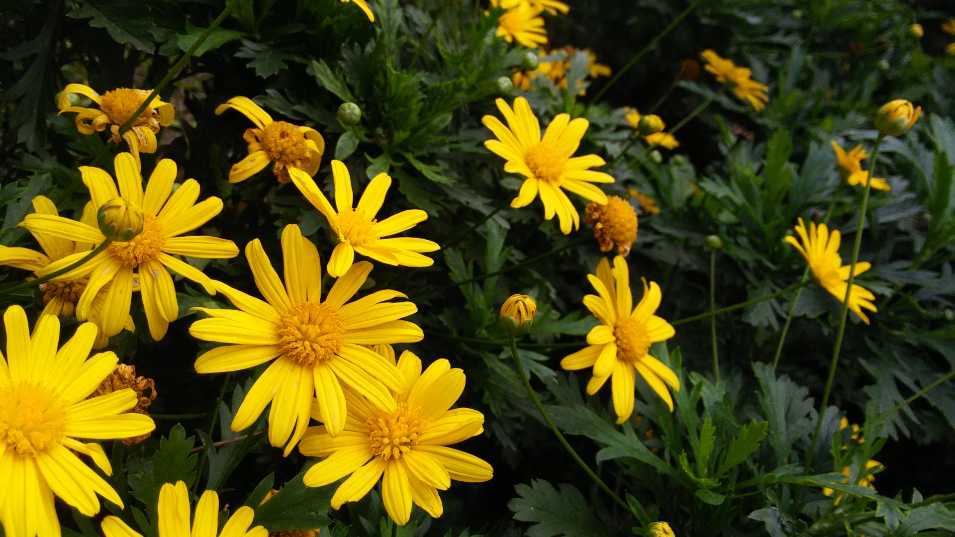 Download Yellow Flower Nature Flower HD Wallpaper