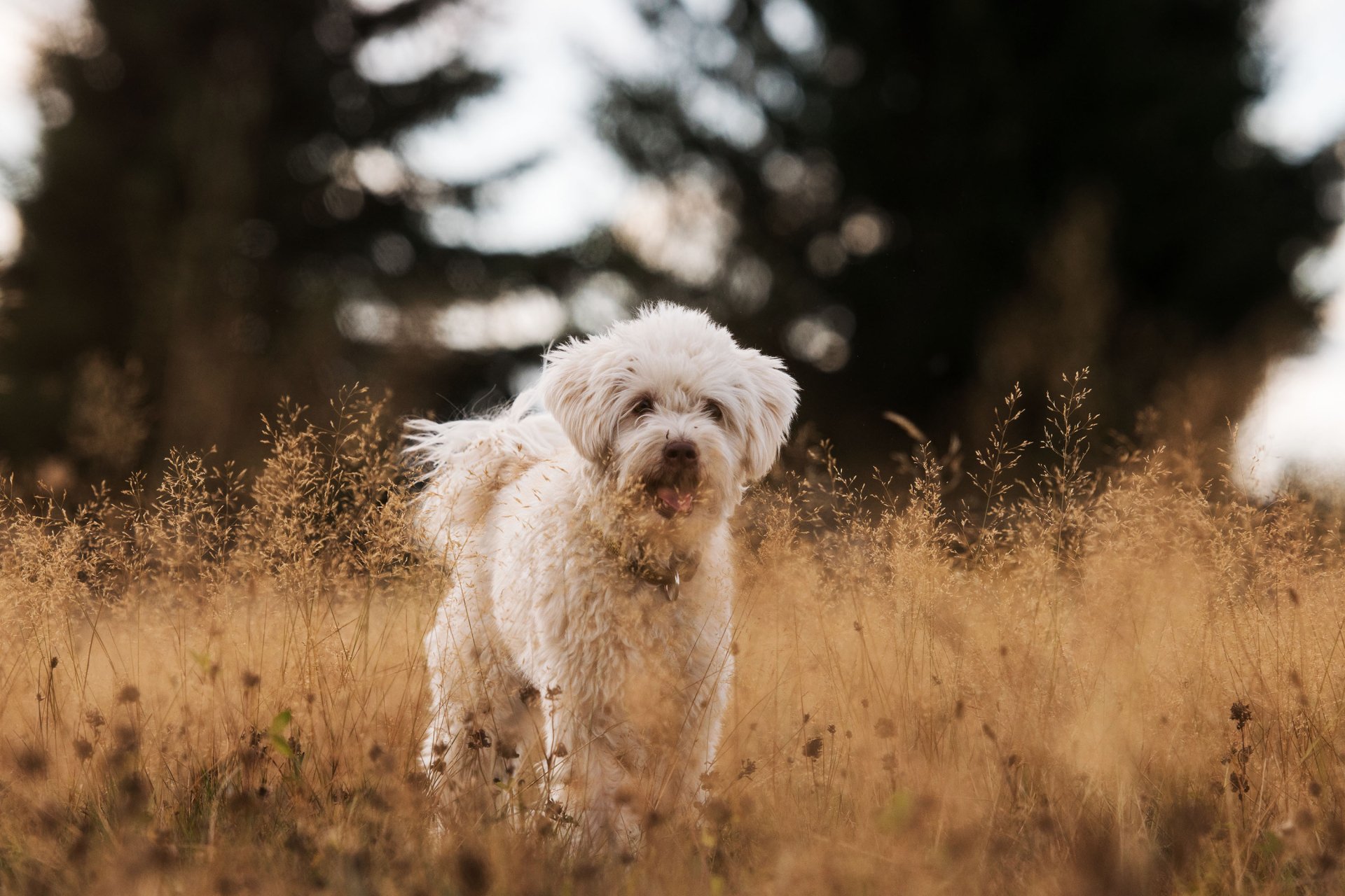 Download Animal Dog HD Wallpaper | 3000x2000 | Wallpaper Abyss